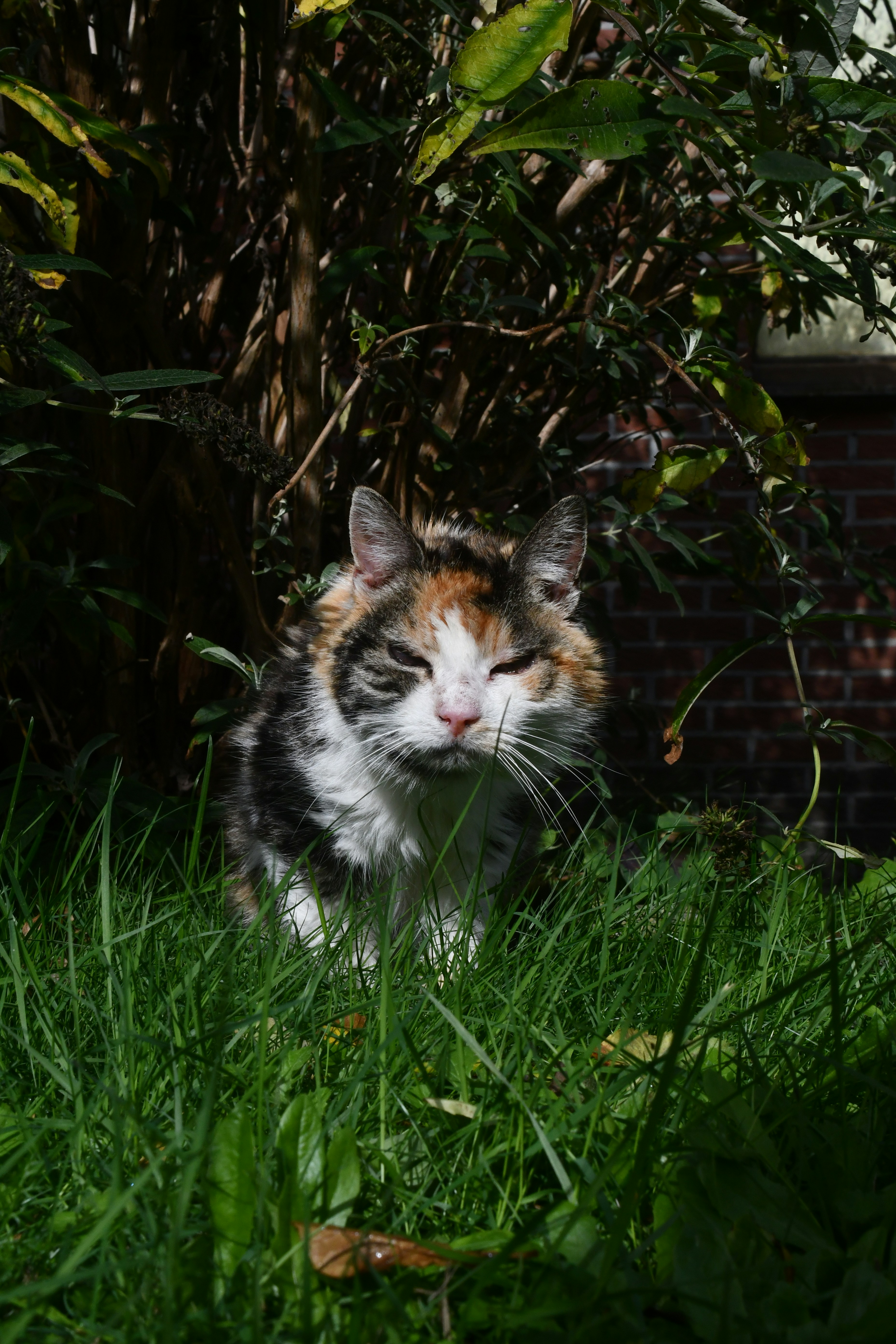 Sunlit Ubuntu: a calico cat in a grassy courtyard