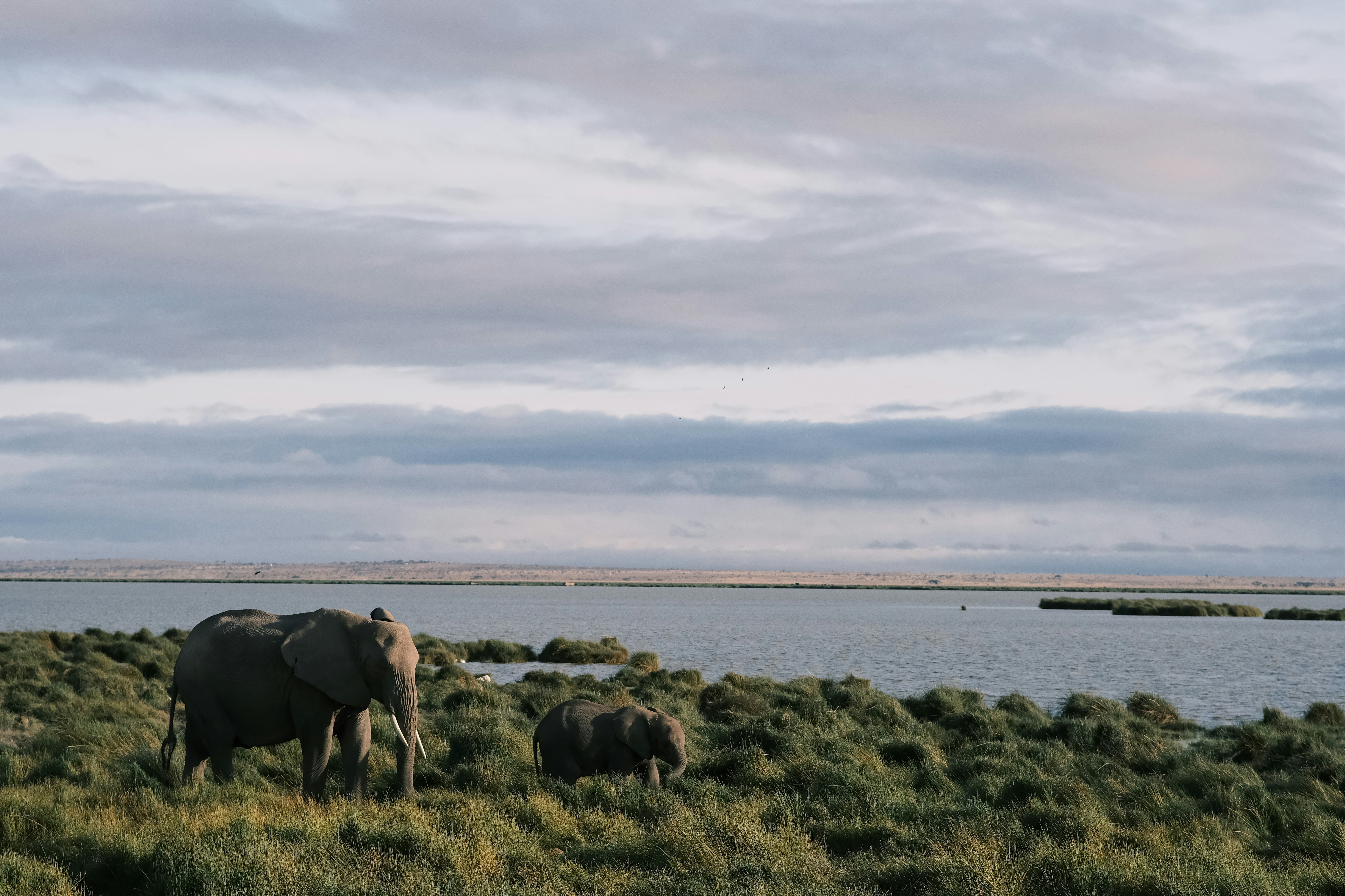 Elephants at the Edge: A Grassland Pair Beneath a Calm Horizon