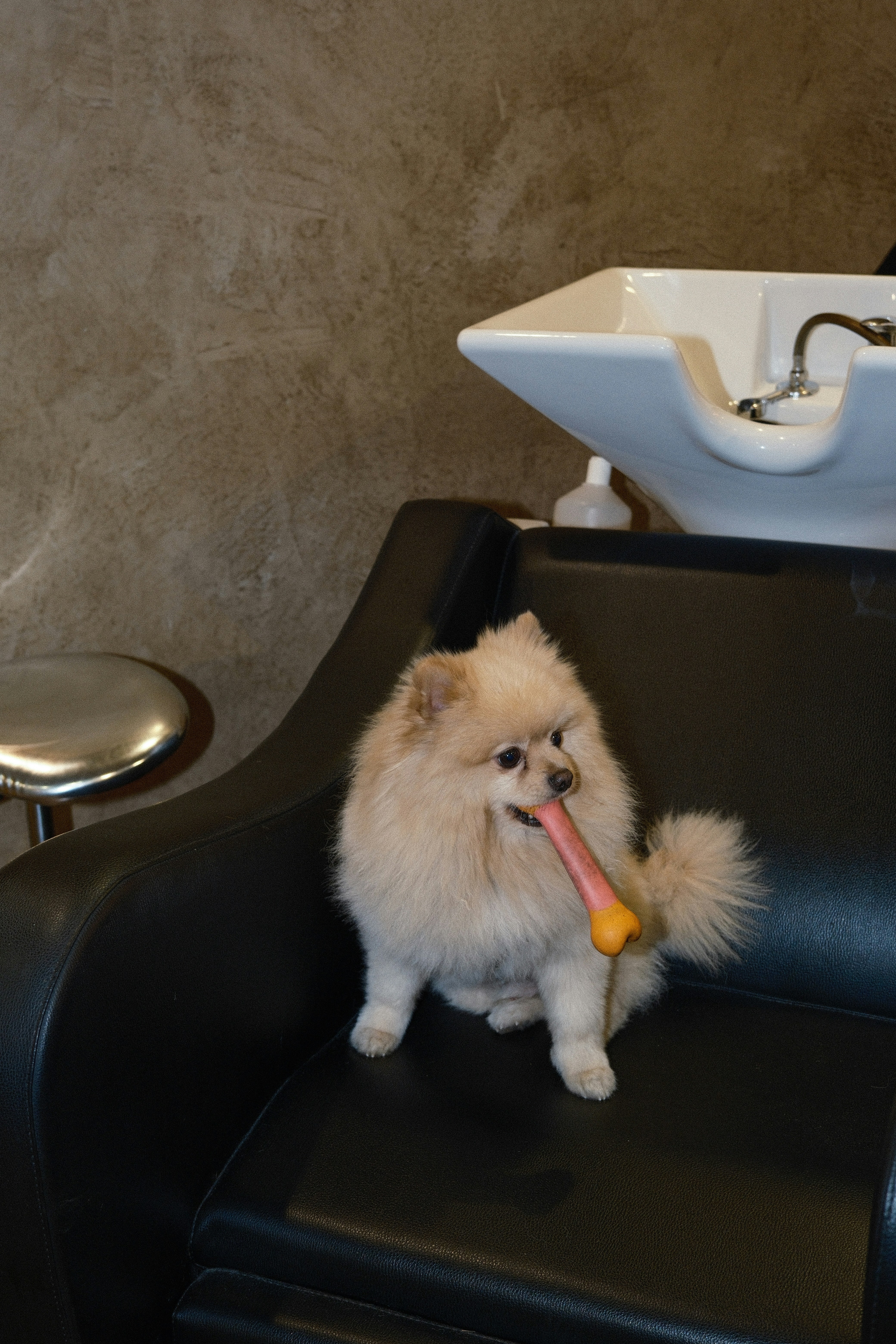 Fluff and Fetch: Pom’s Toy While Getting a Salon-Style Shine