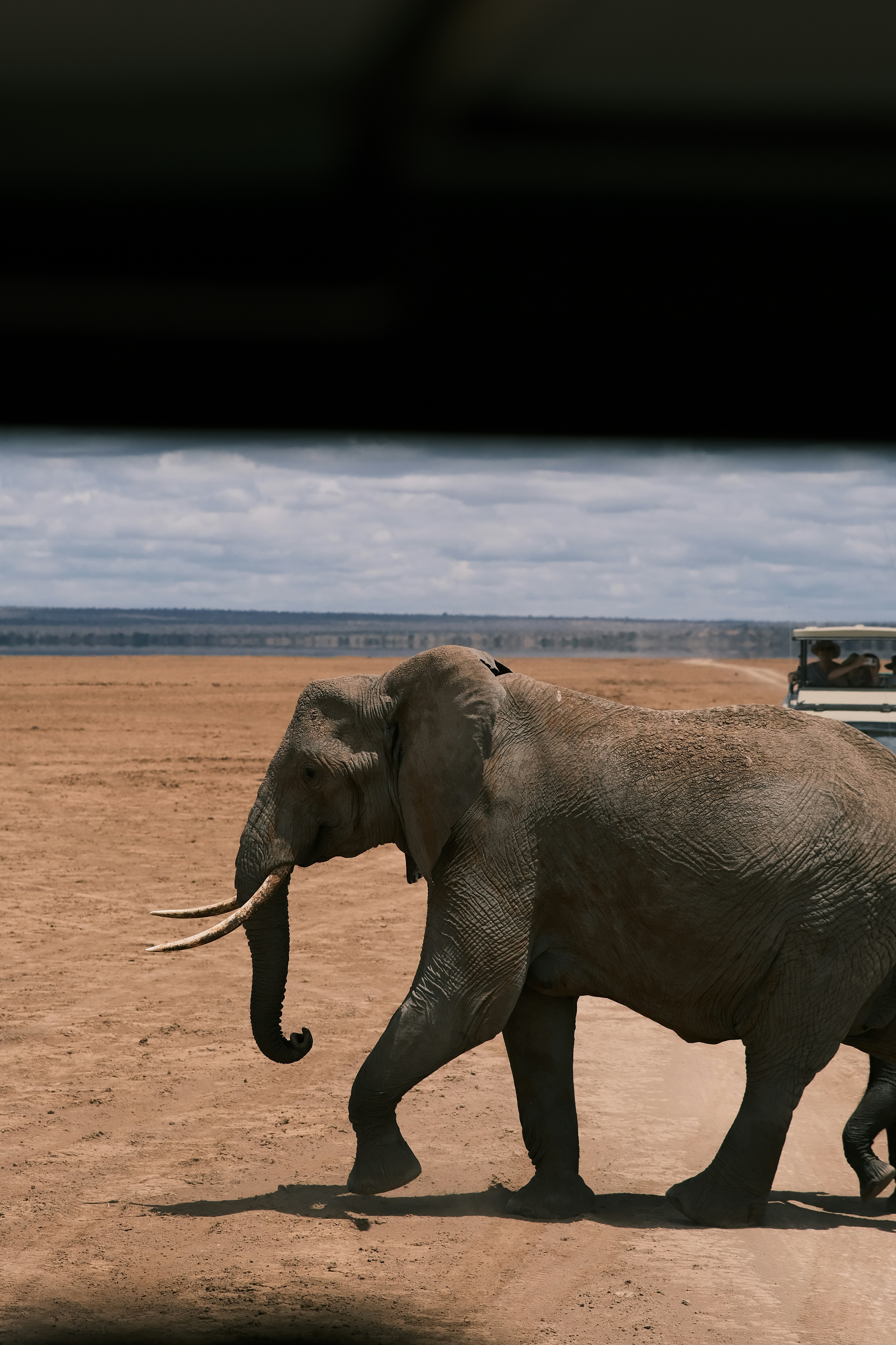 Dusty Road Trek: A solitary elephant strides across a savannah under a shaded overhang
