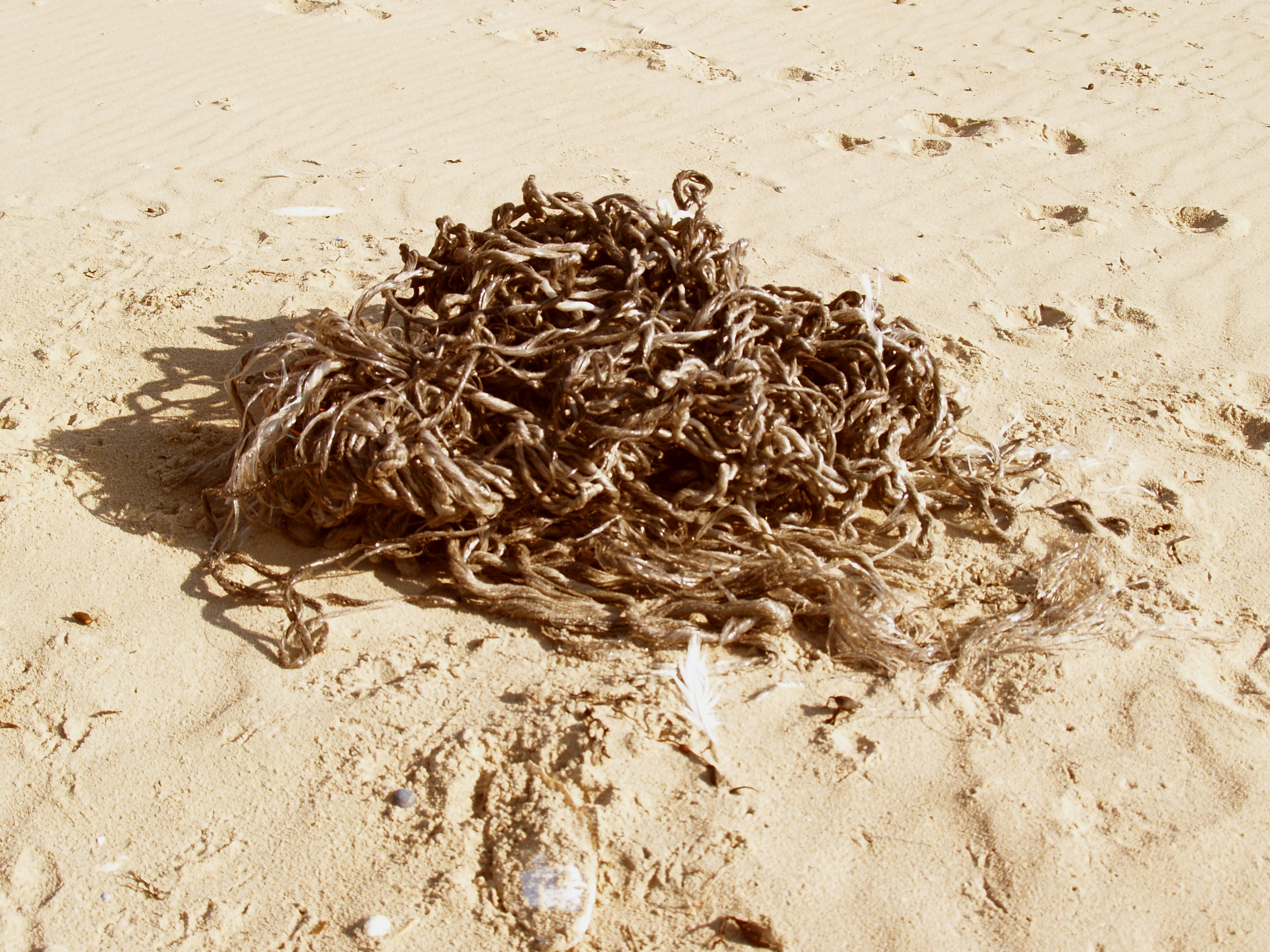 A sun-warmed clump of tangled seaweed rests on pale sand, with soft footprints and small shells nearby; the scene focuses on the organic heap as the primary texture element on a quiet beach.