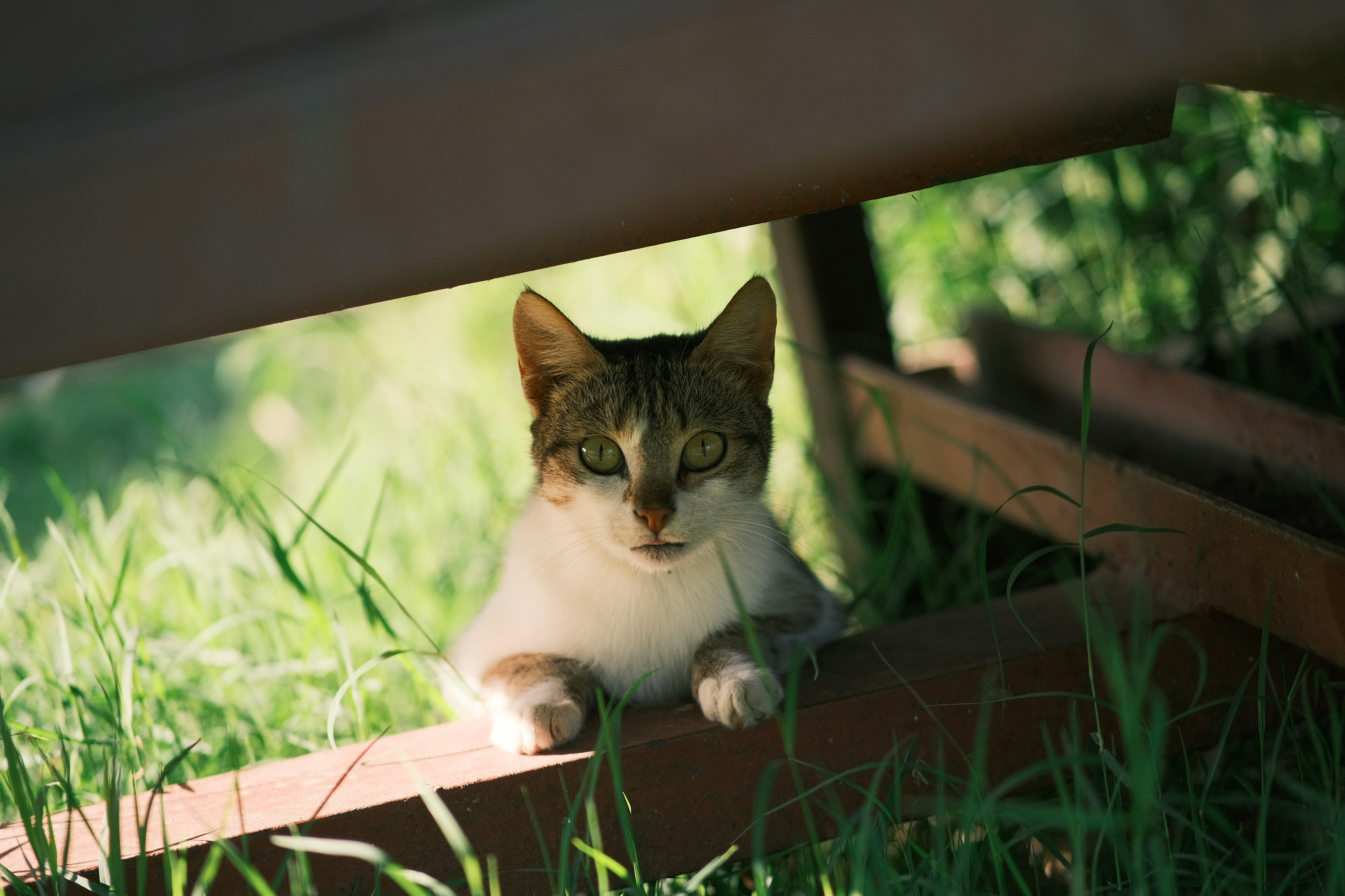 Hidden in the Green: A Curious Cat Peers from Under the Bench