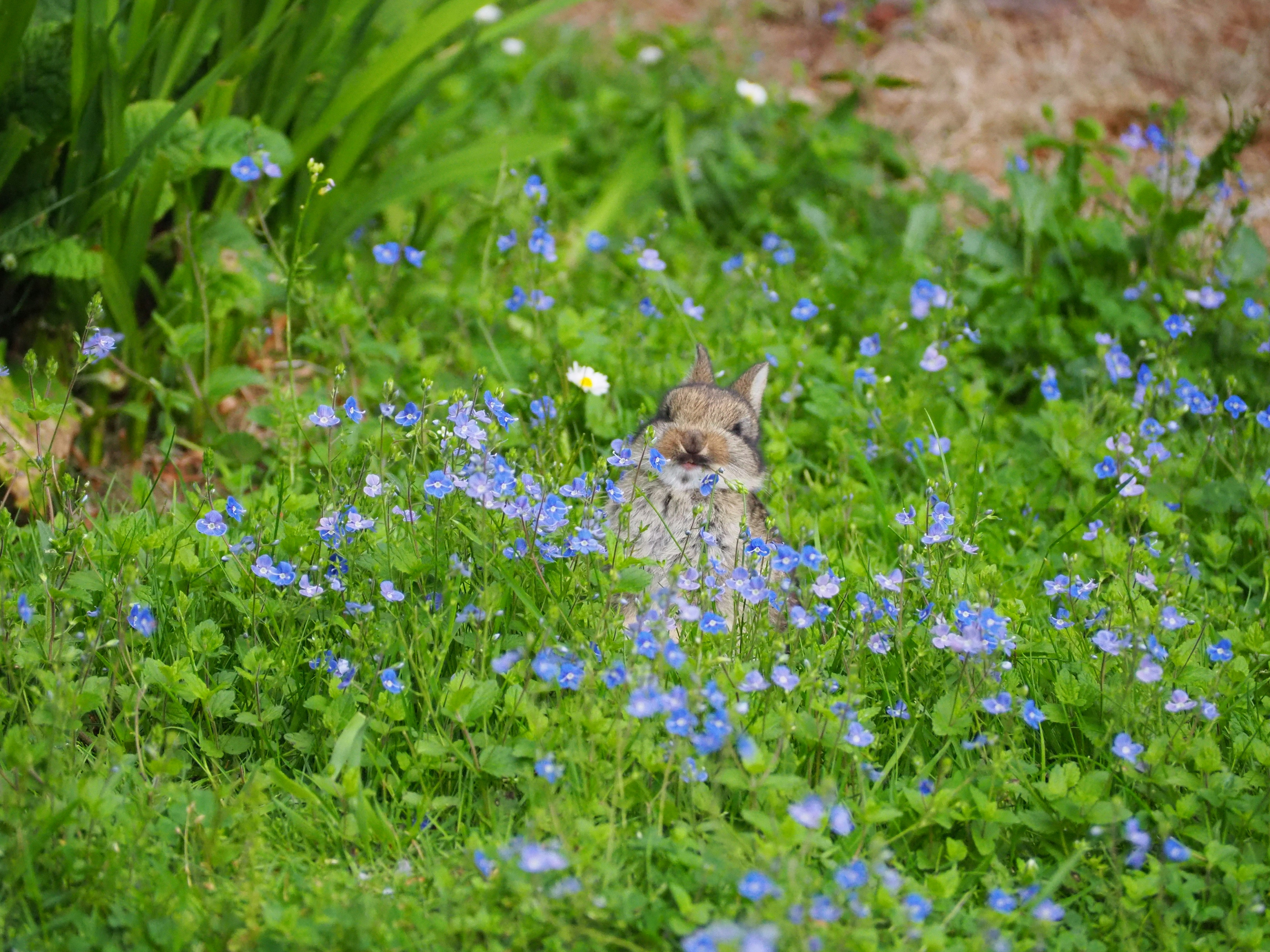 Hidden Feline Among Blue Blooms