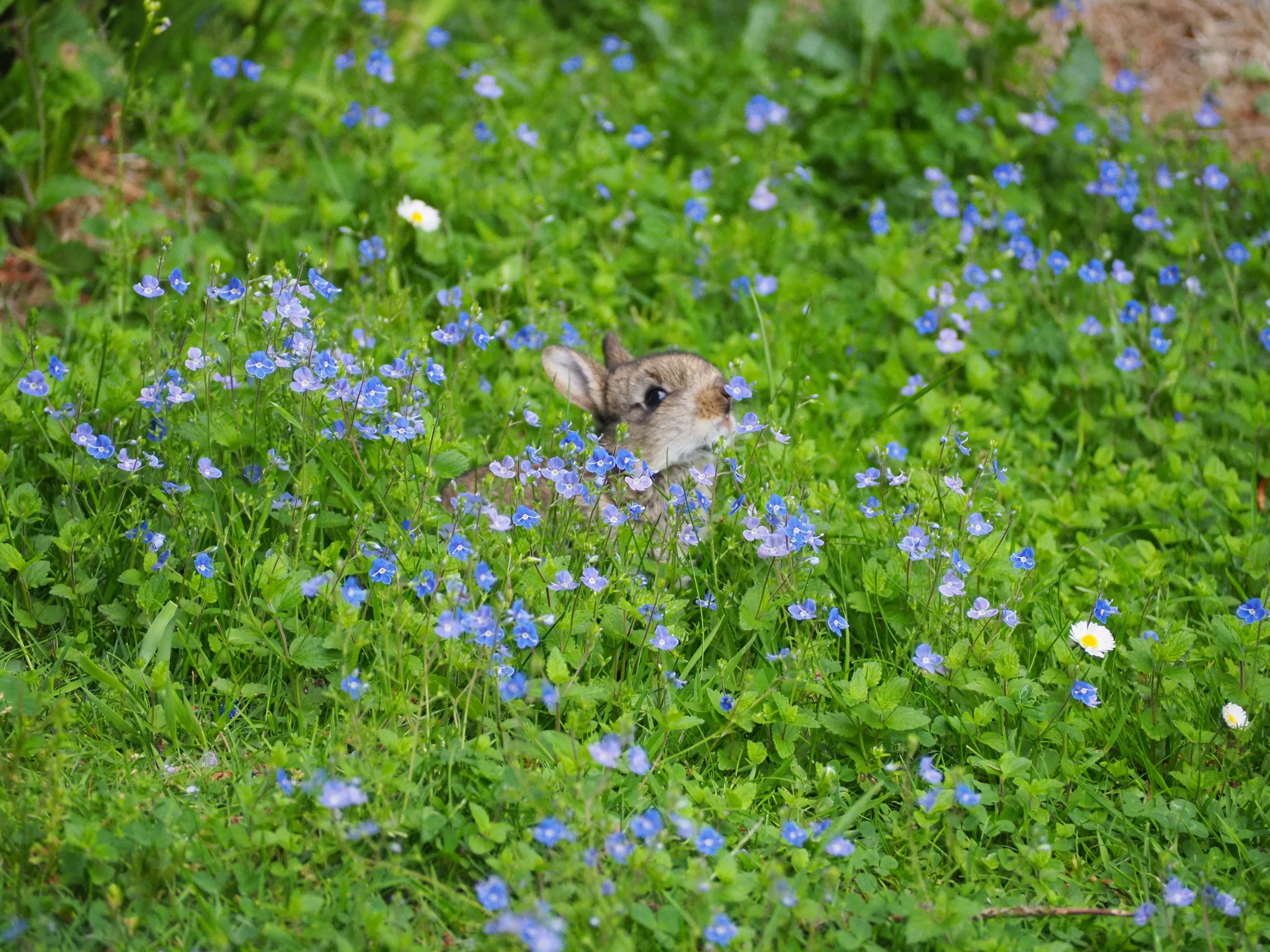 Hidden Watcher in a Meadow of Blue