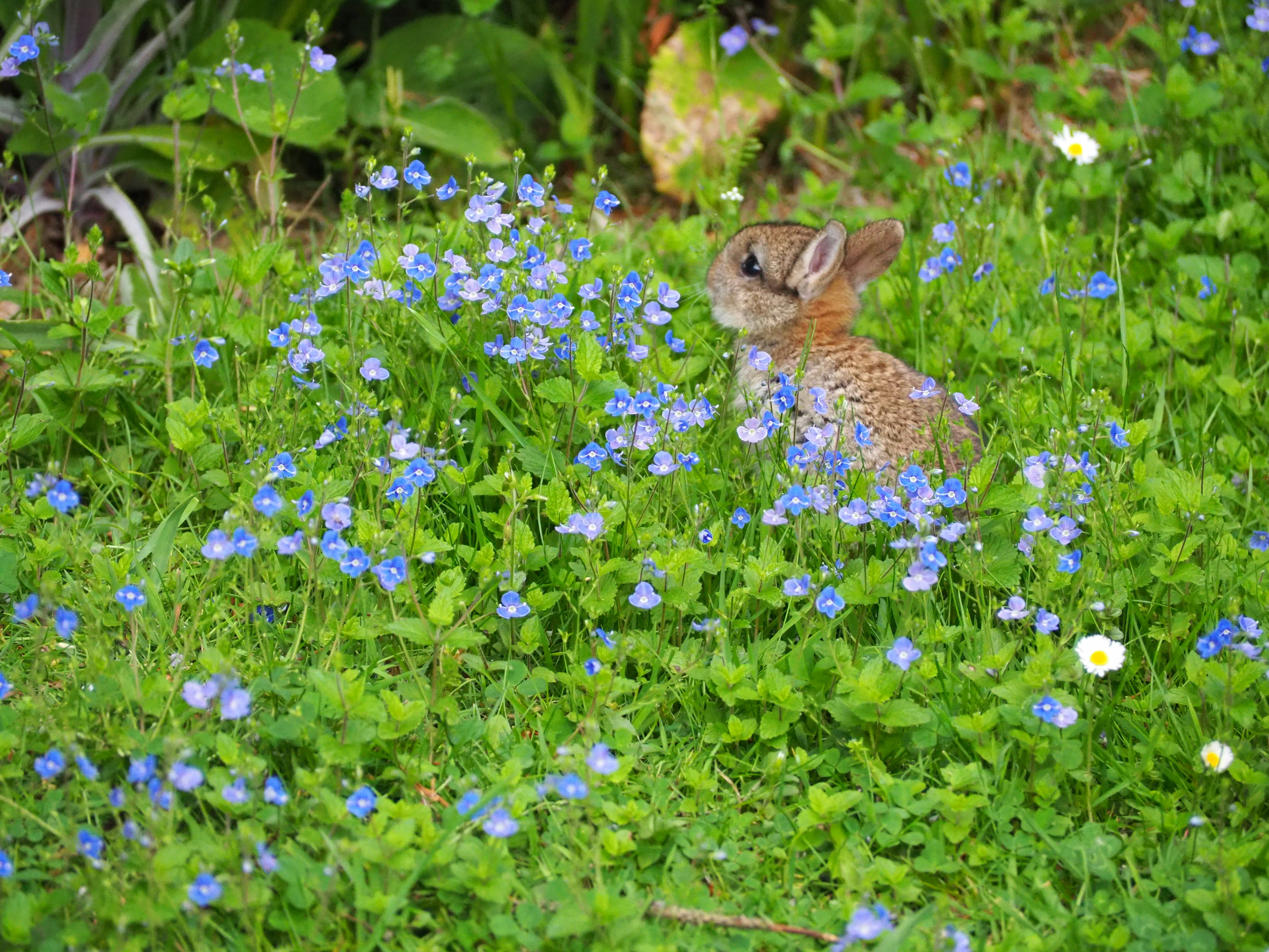 Field of Blue Blooms: A Rabbit in the Verdurous Patch