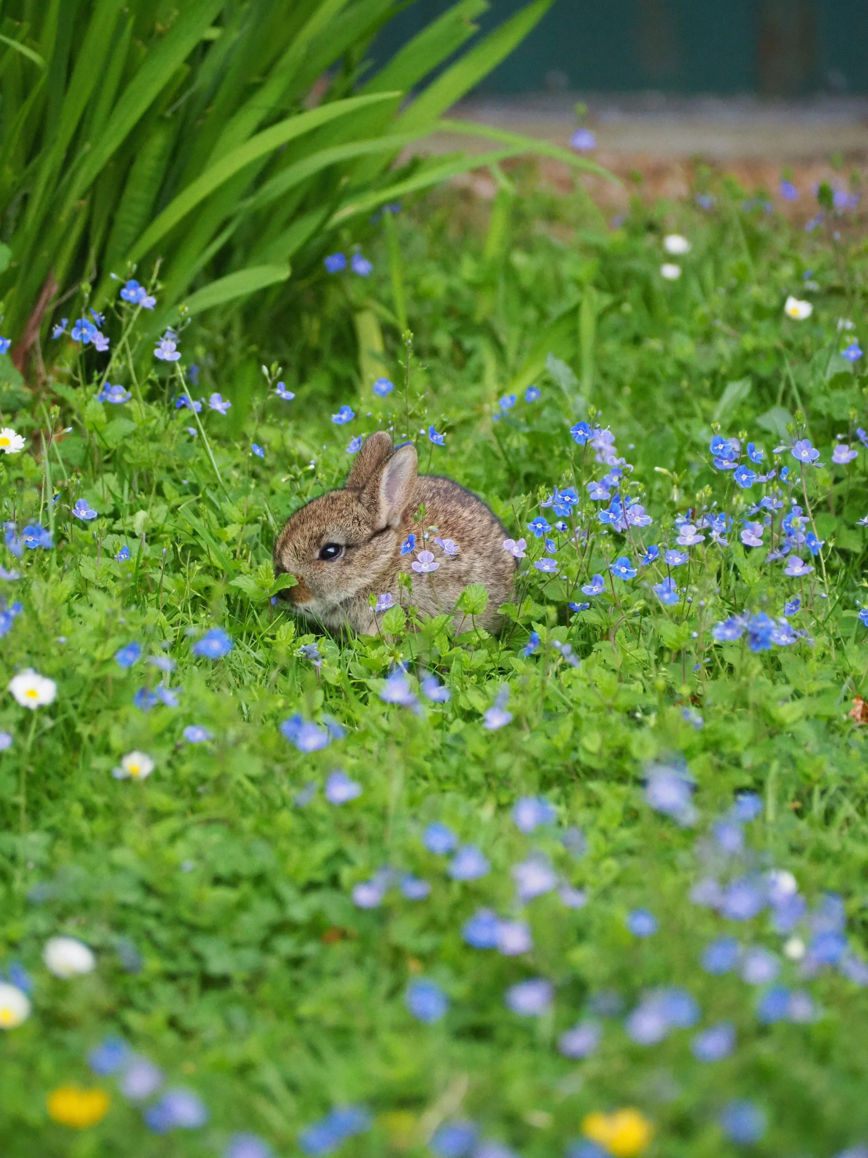A small brown rabbit rests among a field of blue, white, and yellow wildflowers, with lush green foliage in the background; the scene emphasizes a quiet moment in a garden-like setting.
