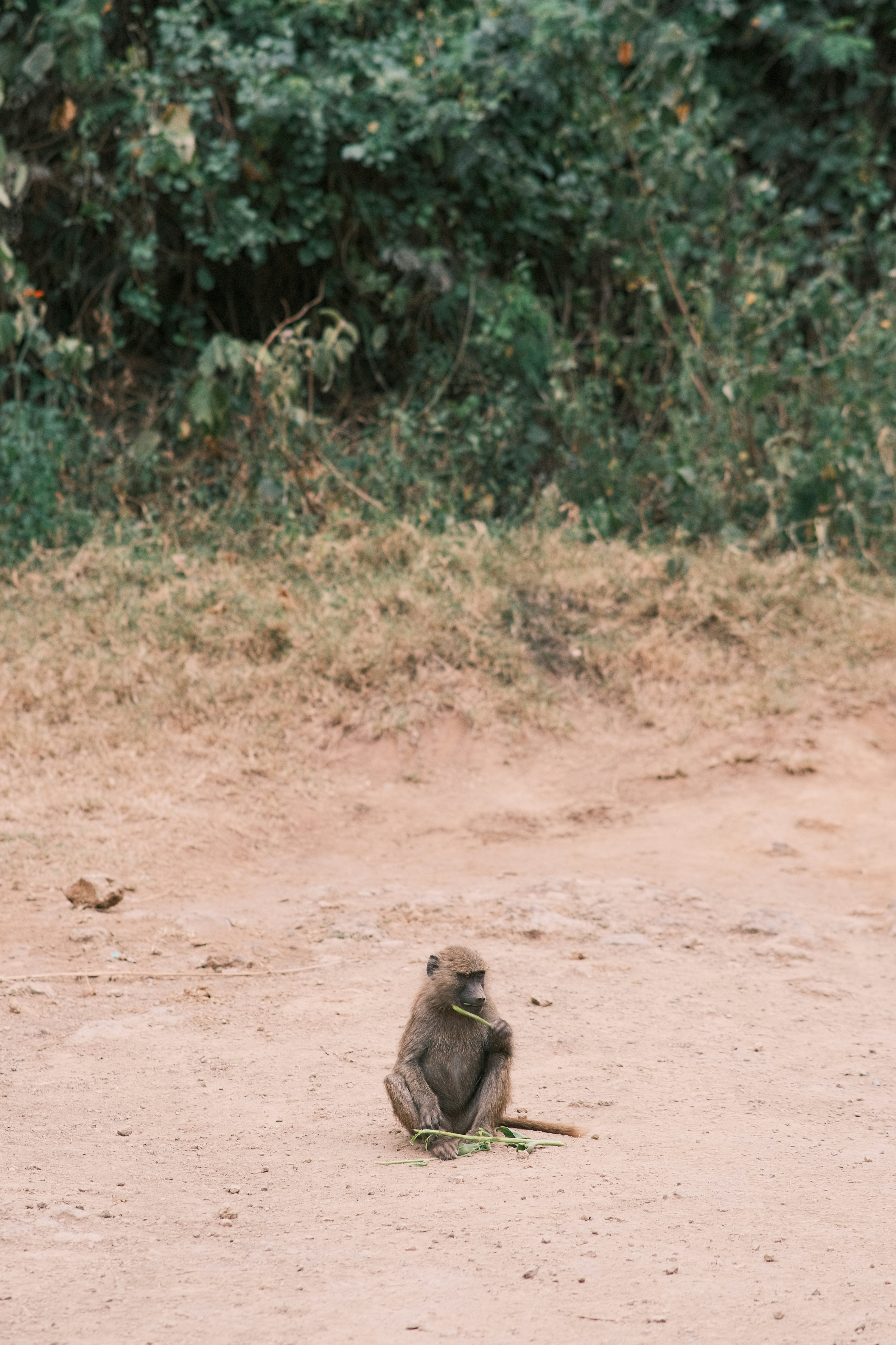 Deserted Clearing: A Monkey with a Green Snack
