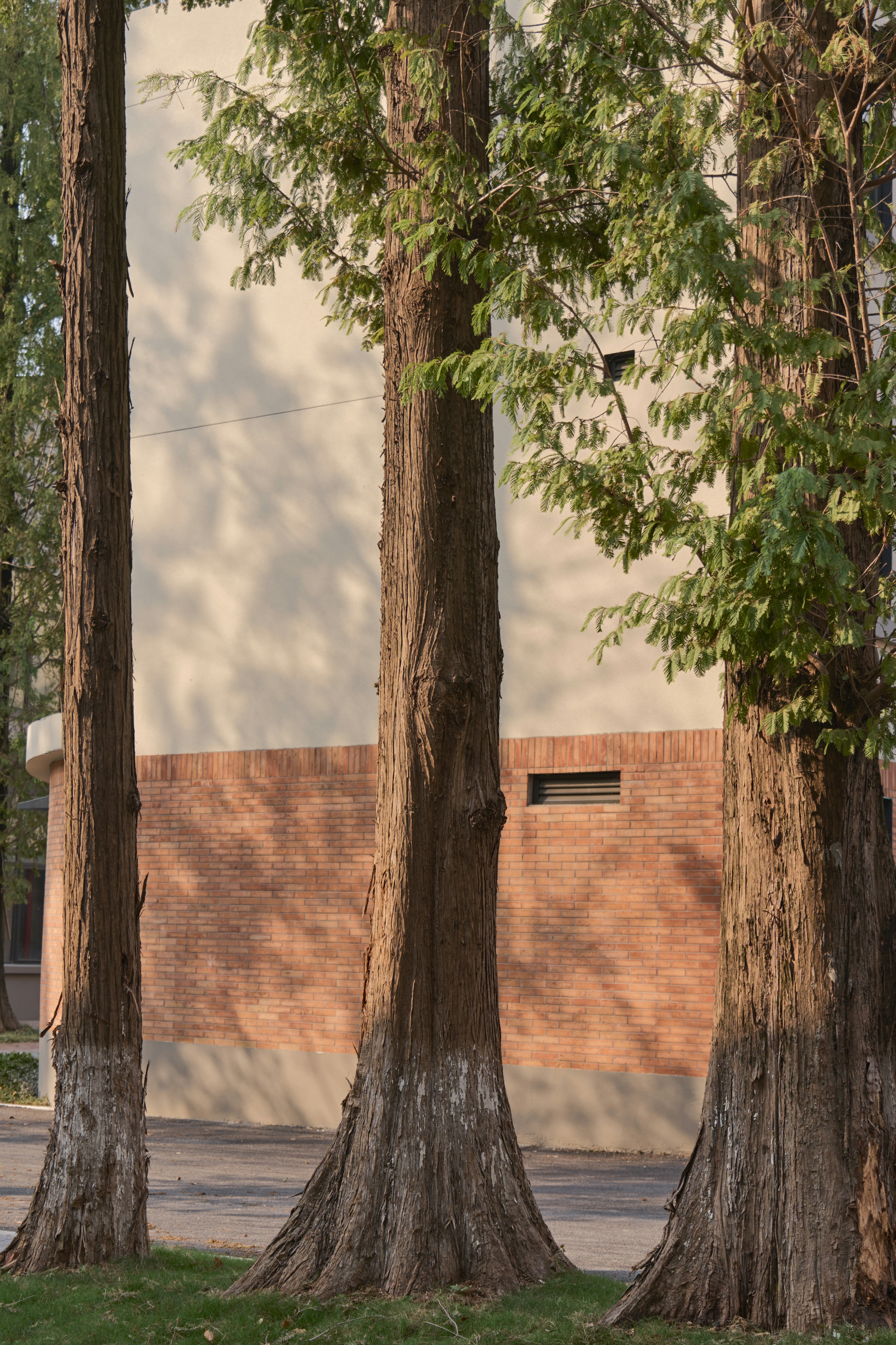 Trio of ToweringTrees Framed by Warm Campus Wall