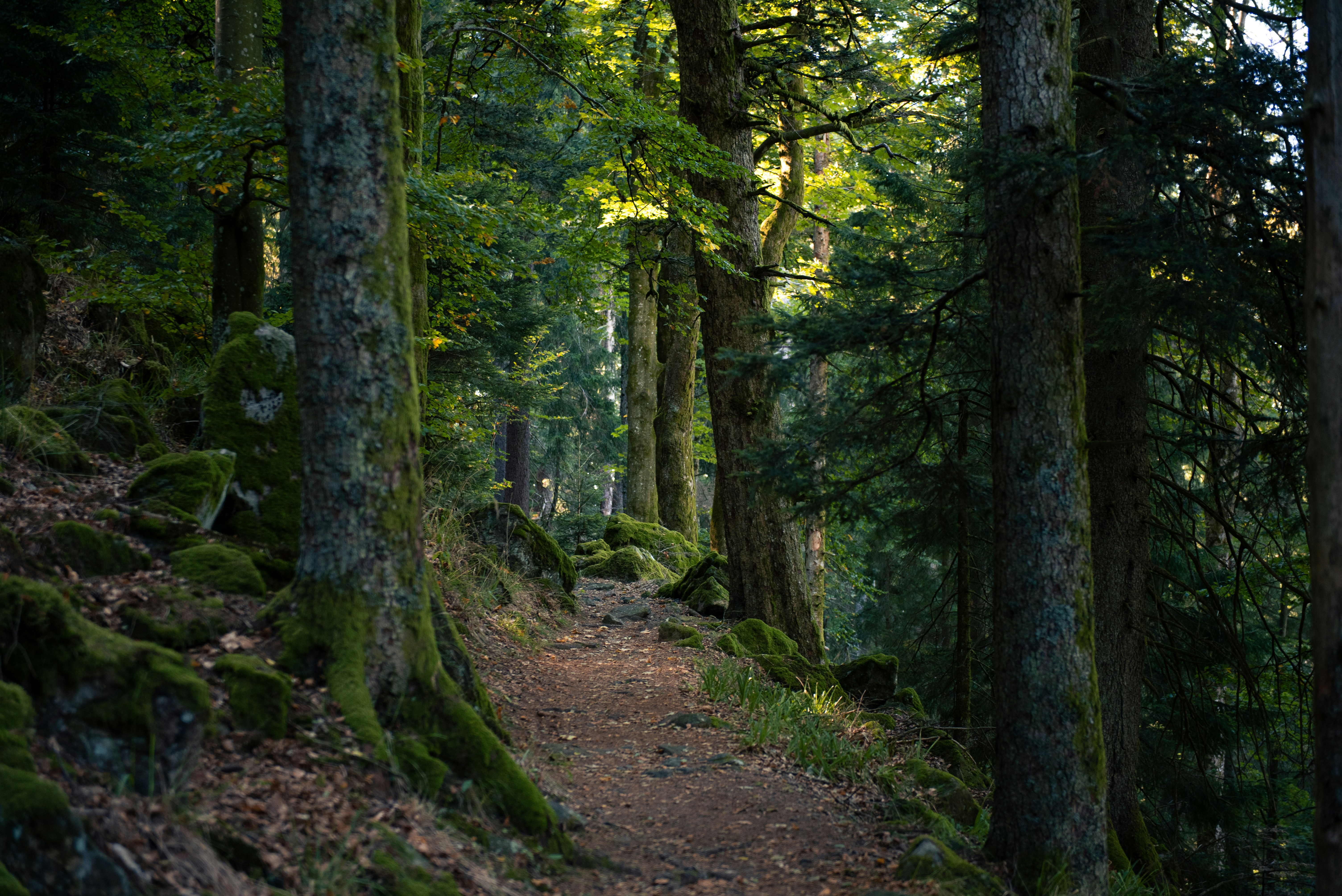 Mossy Trail Through a Quiet Forest Corridor