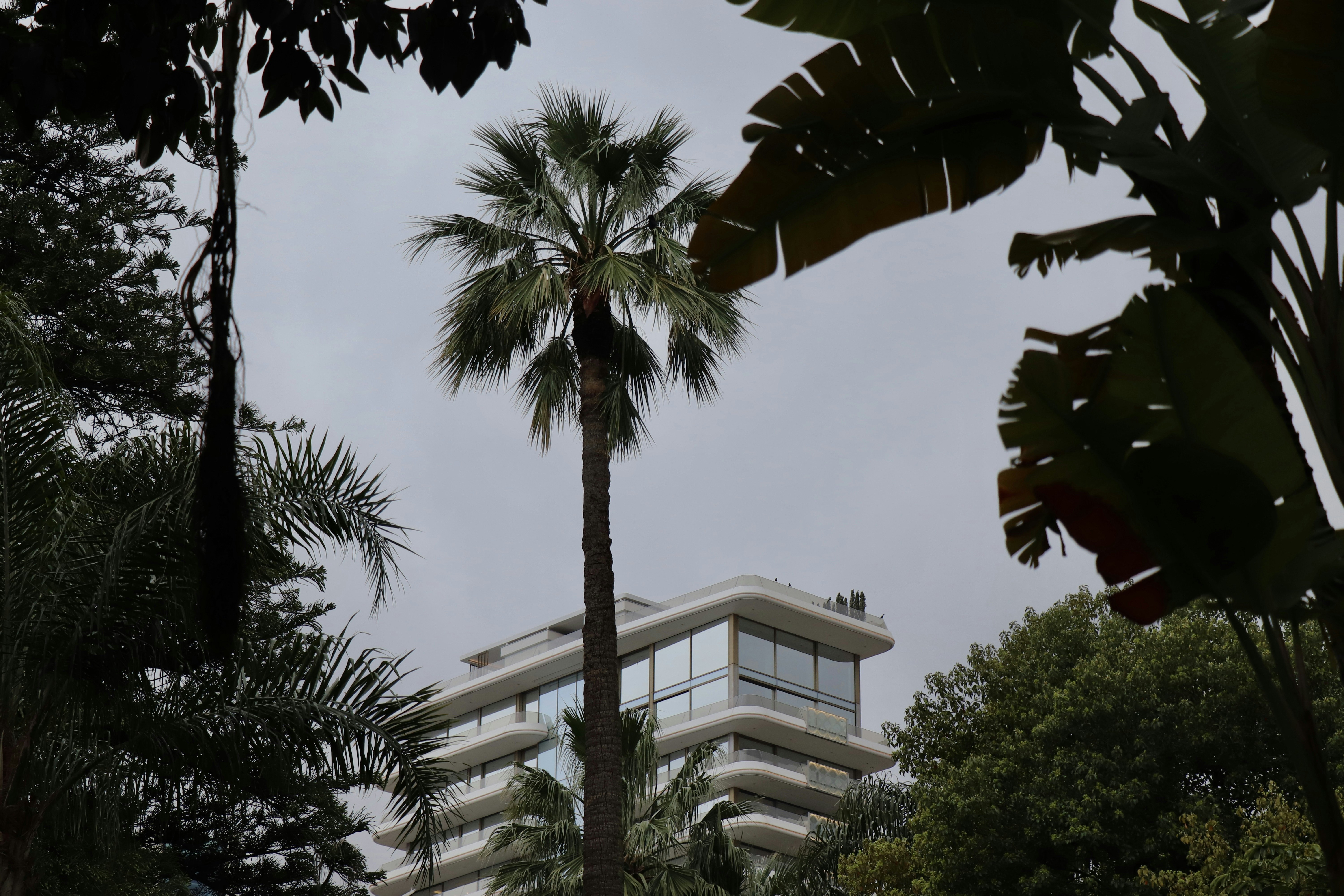 Vertical oasis: a modern residence peeking through tropical canopies