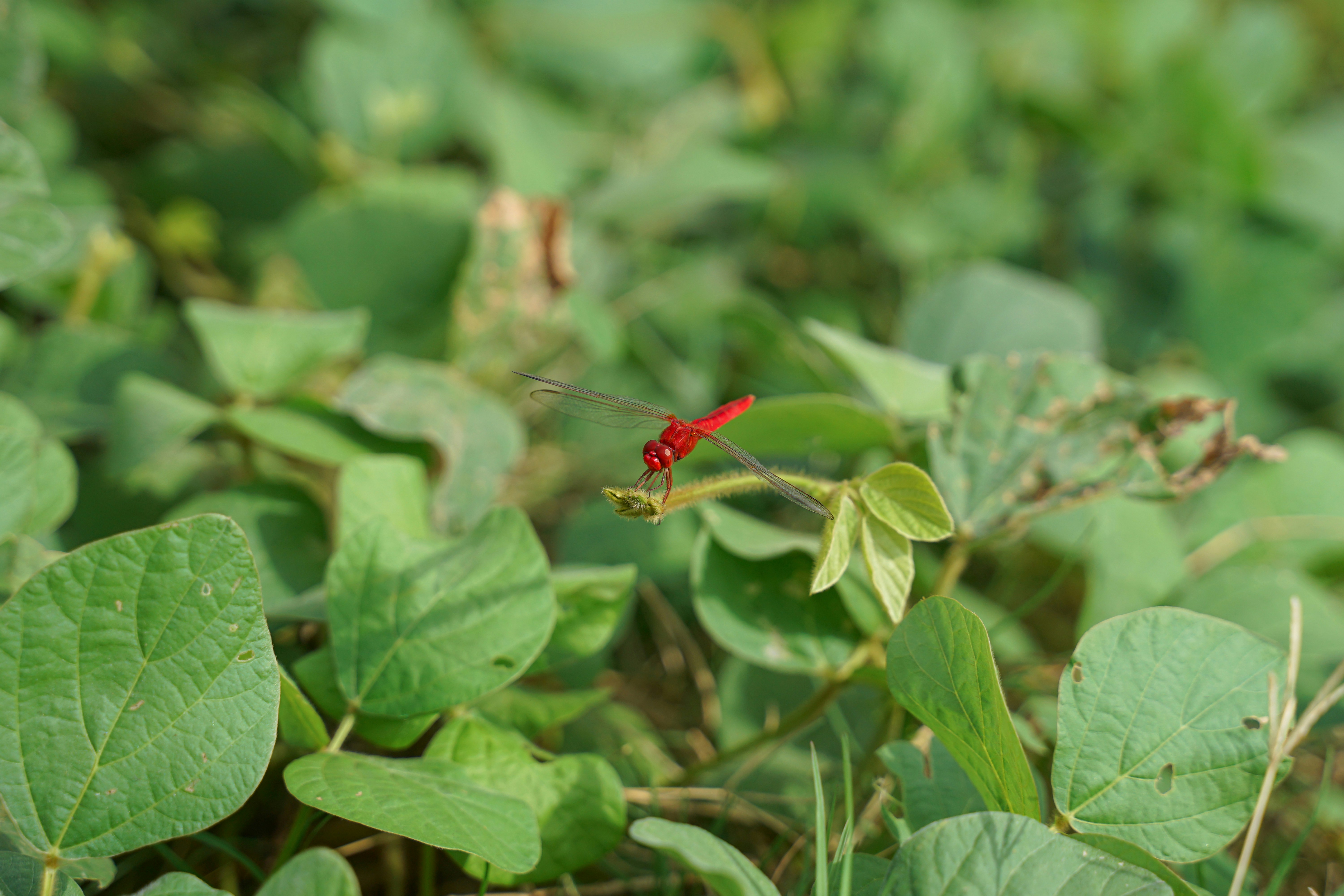 Crimson Damselfly Resting Among Green Veins