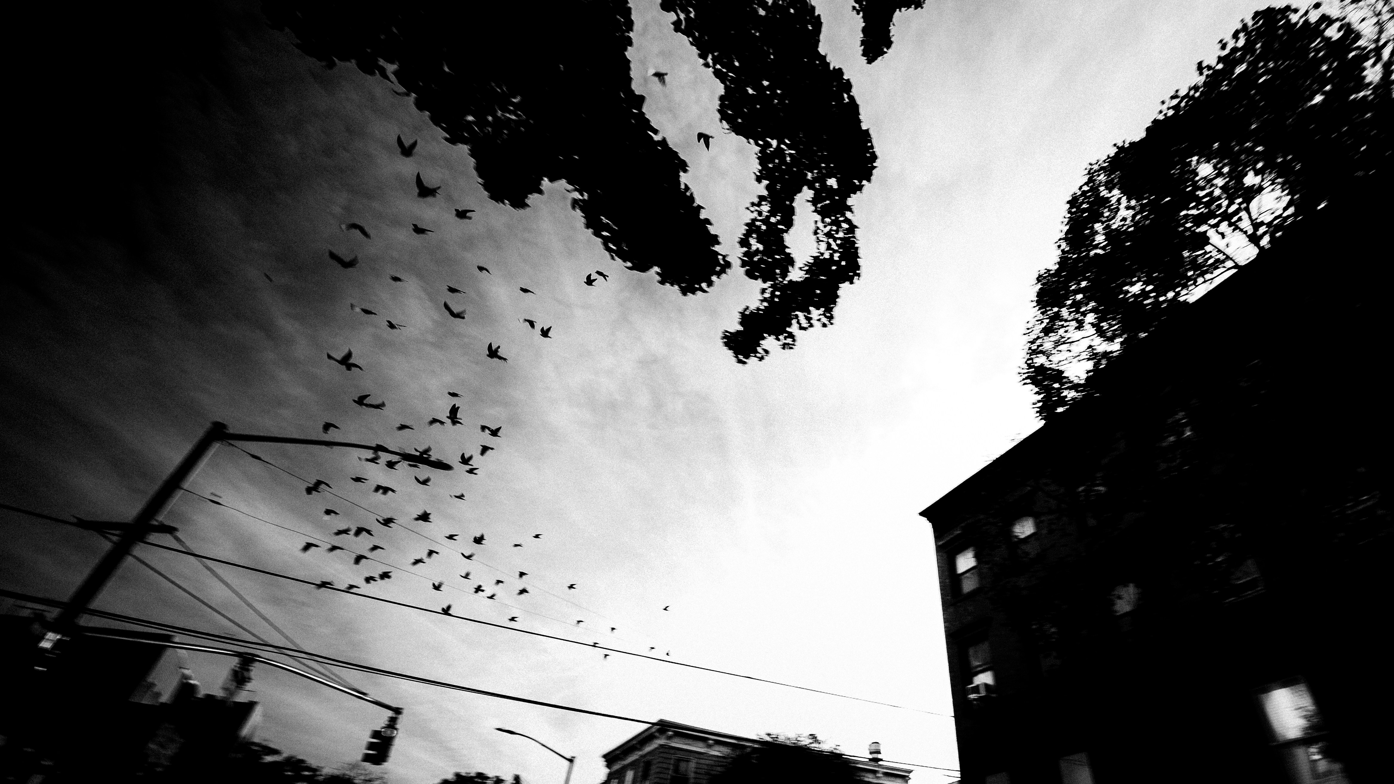 Urban Flight: Aerial Birds Against a Monochrome Skyline