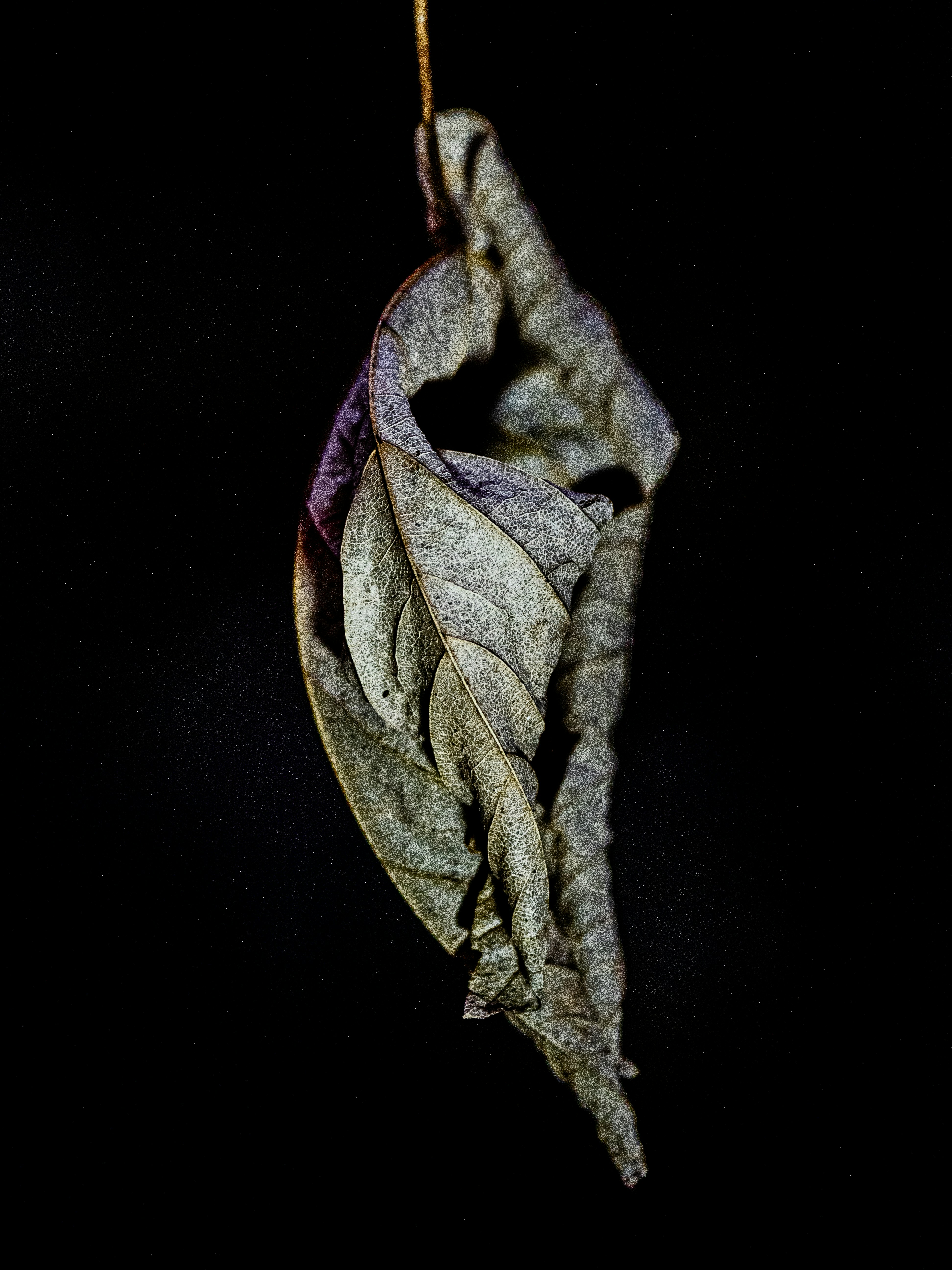 Withered Leaf Suspended in Darkness, A Silent Portrait of Decay