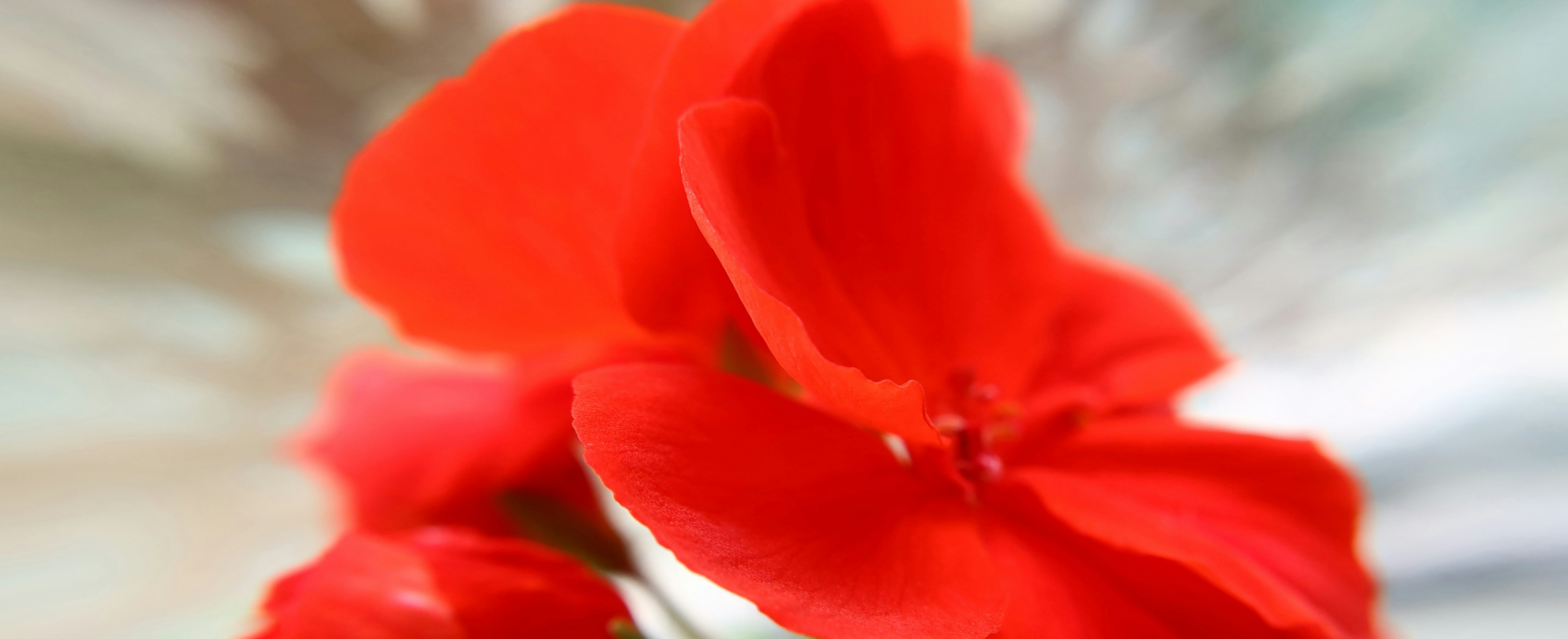 Coral Bloom in Soft Focus: A Closer Look at Red Petals