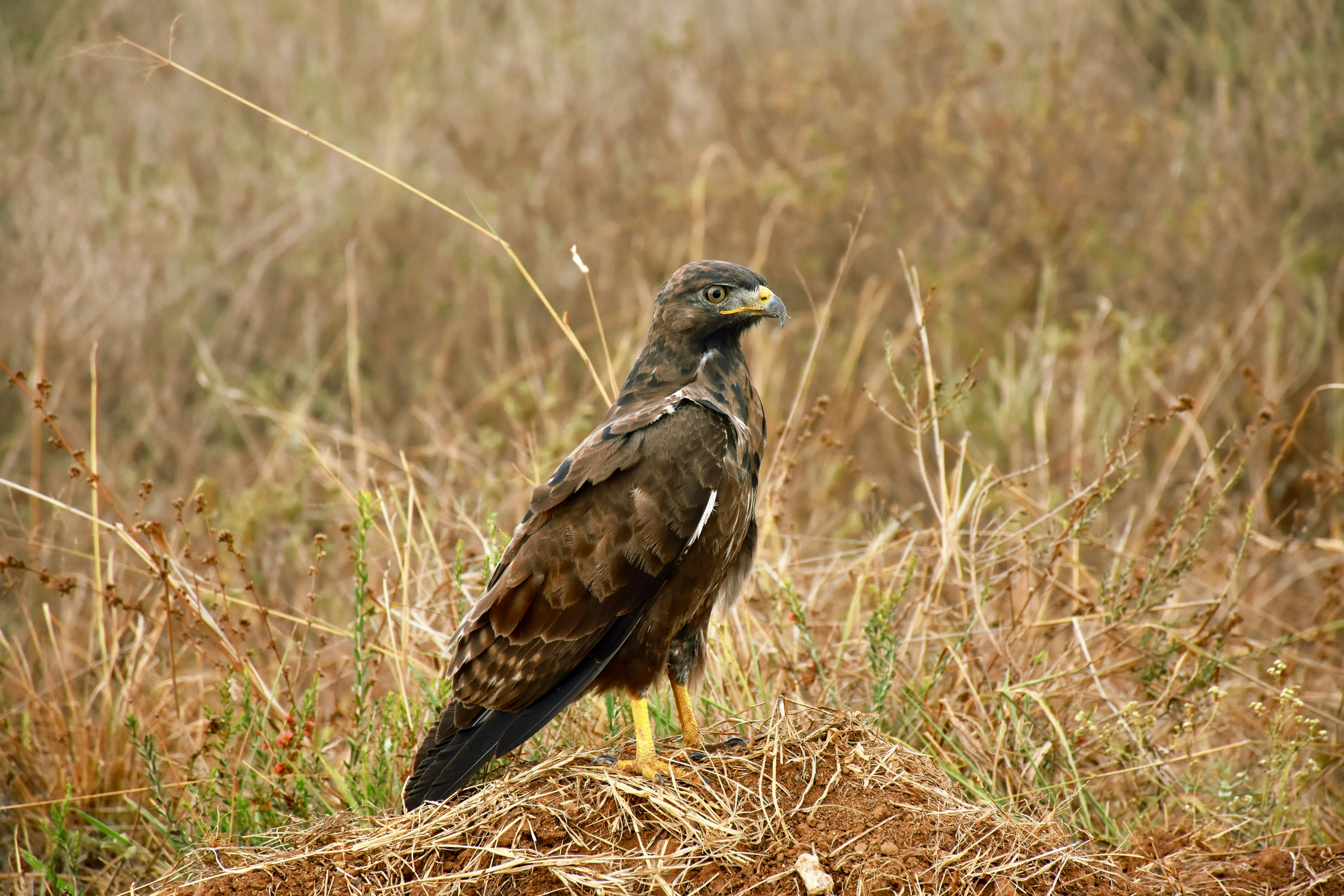 Midfield Hawk on a Mound: Focused in Golden Grass