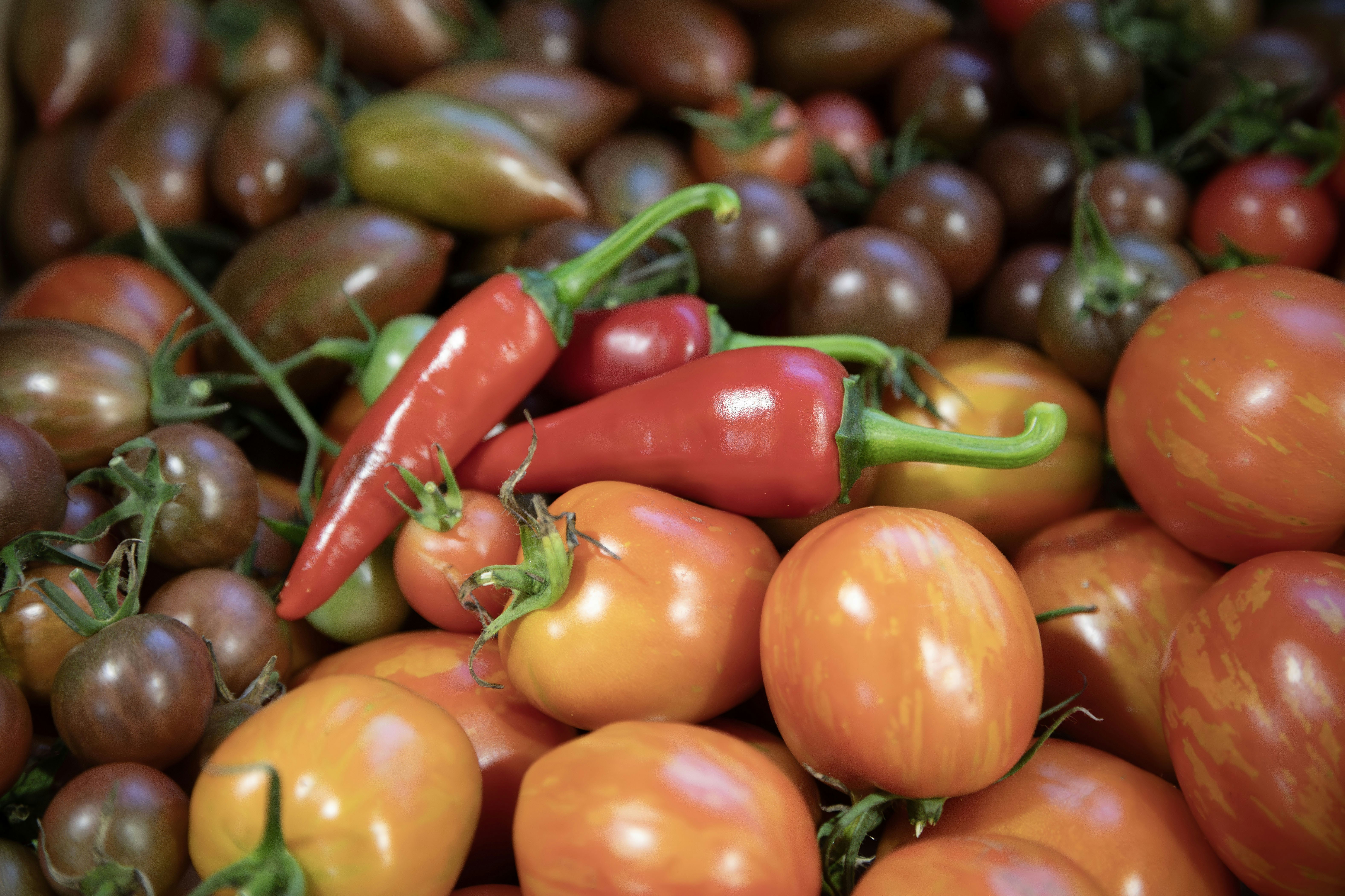 Red Pepper Spotlight Among Golden Tomatoes