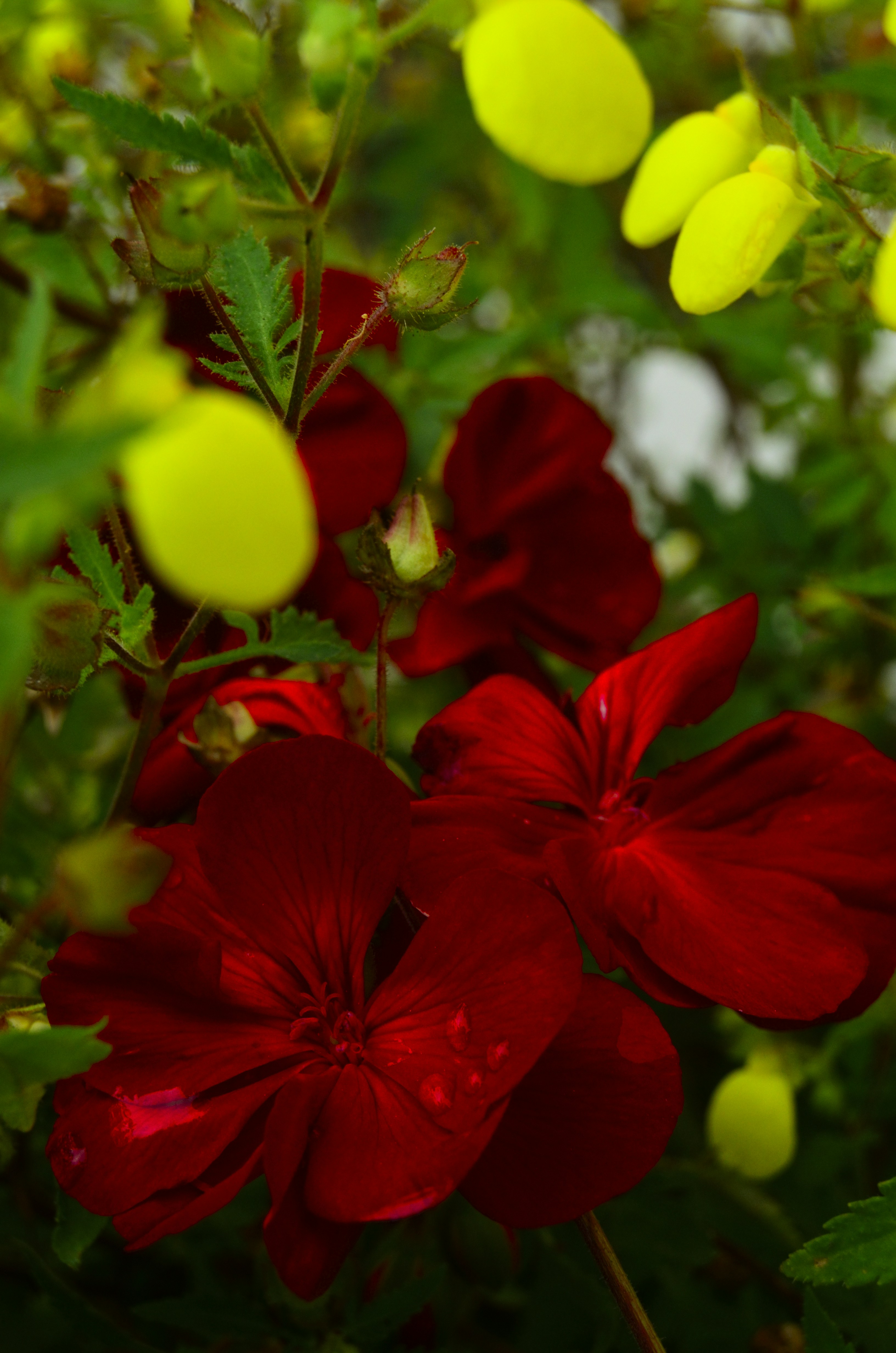 Crimson blooms amid golden buds in a garden vignette