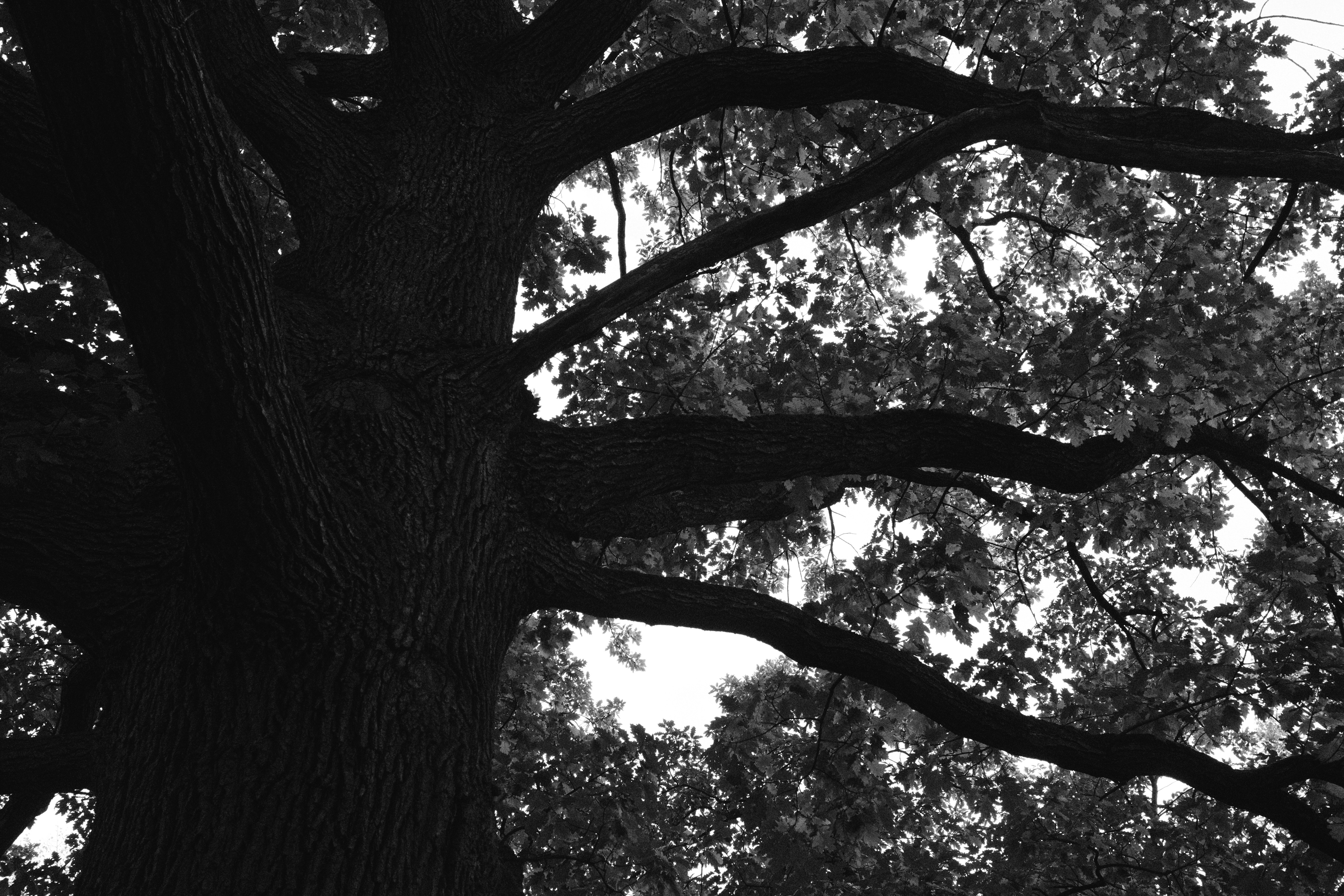 Ancient Oak Silhouettes: A Crown of Branches in Monochrome