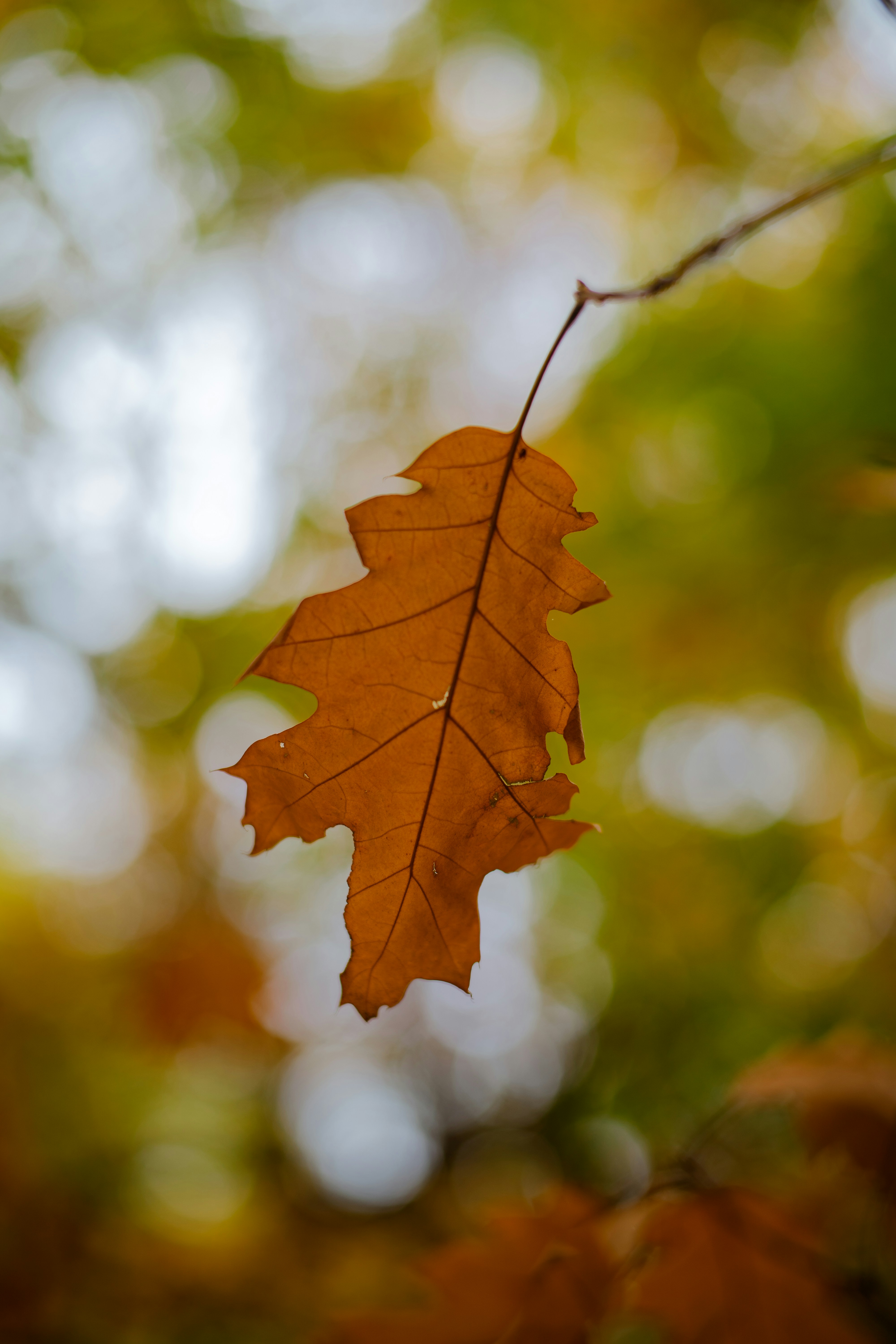 Orange oak leaf hanging against a blurred autumn background, captured with shallow depth of field to emphasize the leaf as the focal subject.