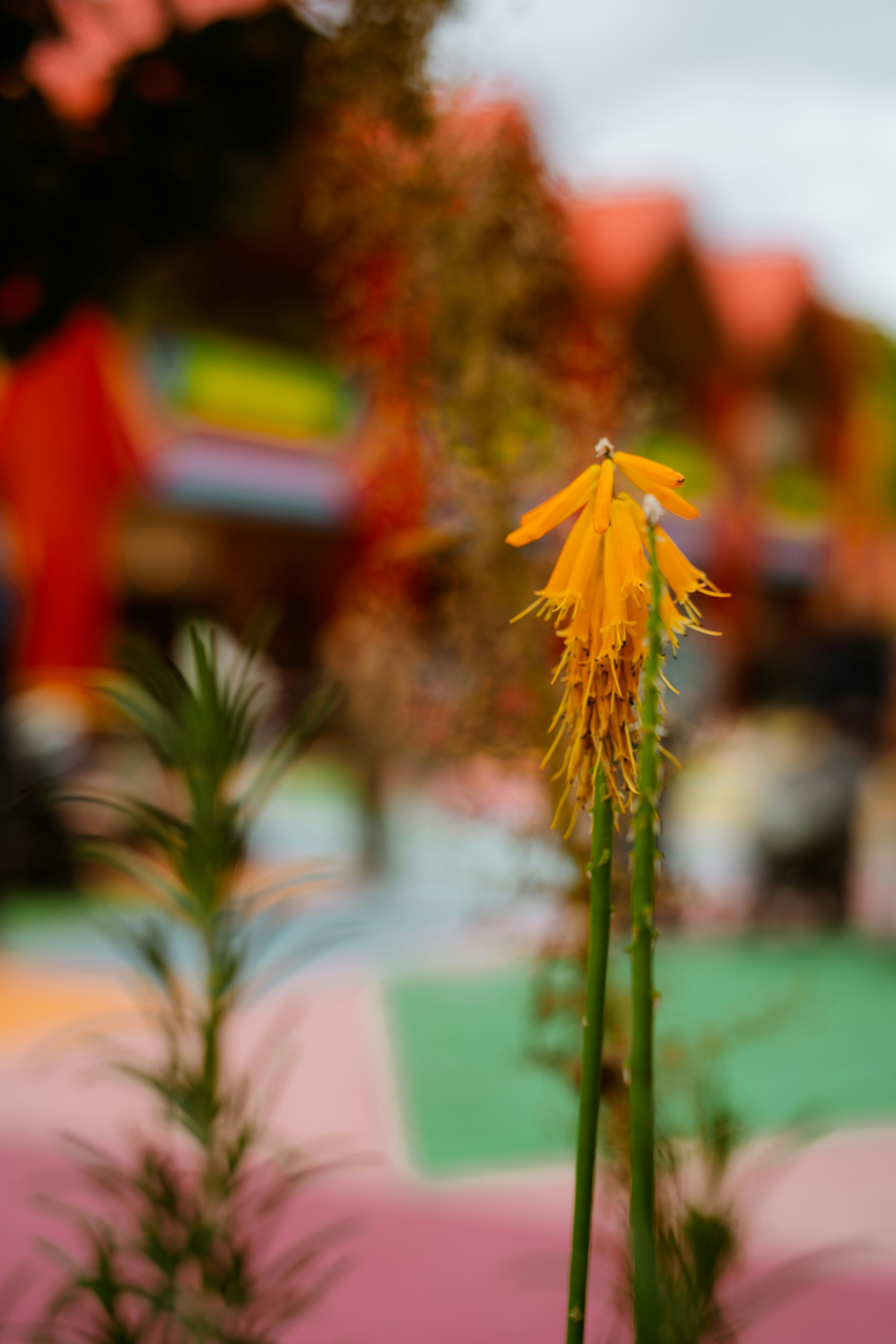 Yellow bloom in a sunlit courtyard fades into a bokeh backdrop