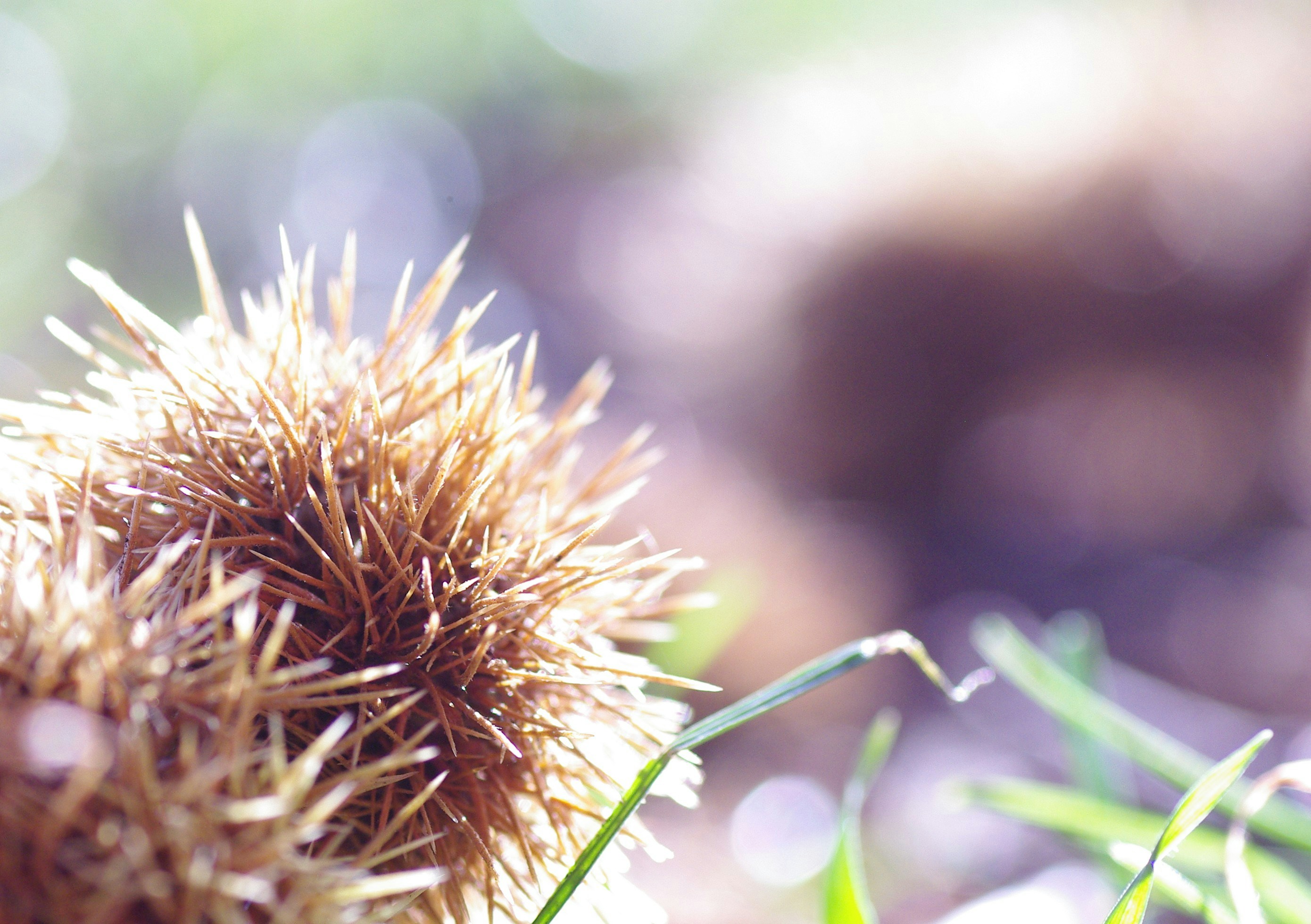 Spiked Burdock in Focus: Sunlit Texture Against Soft Backdrop