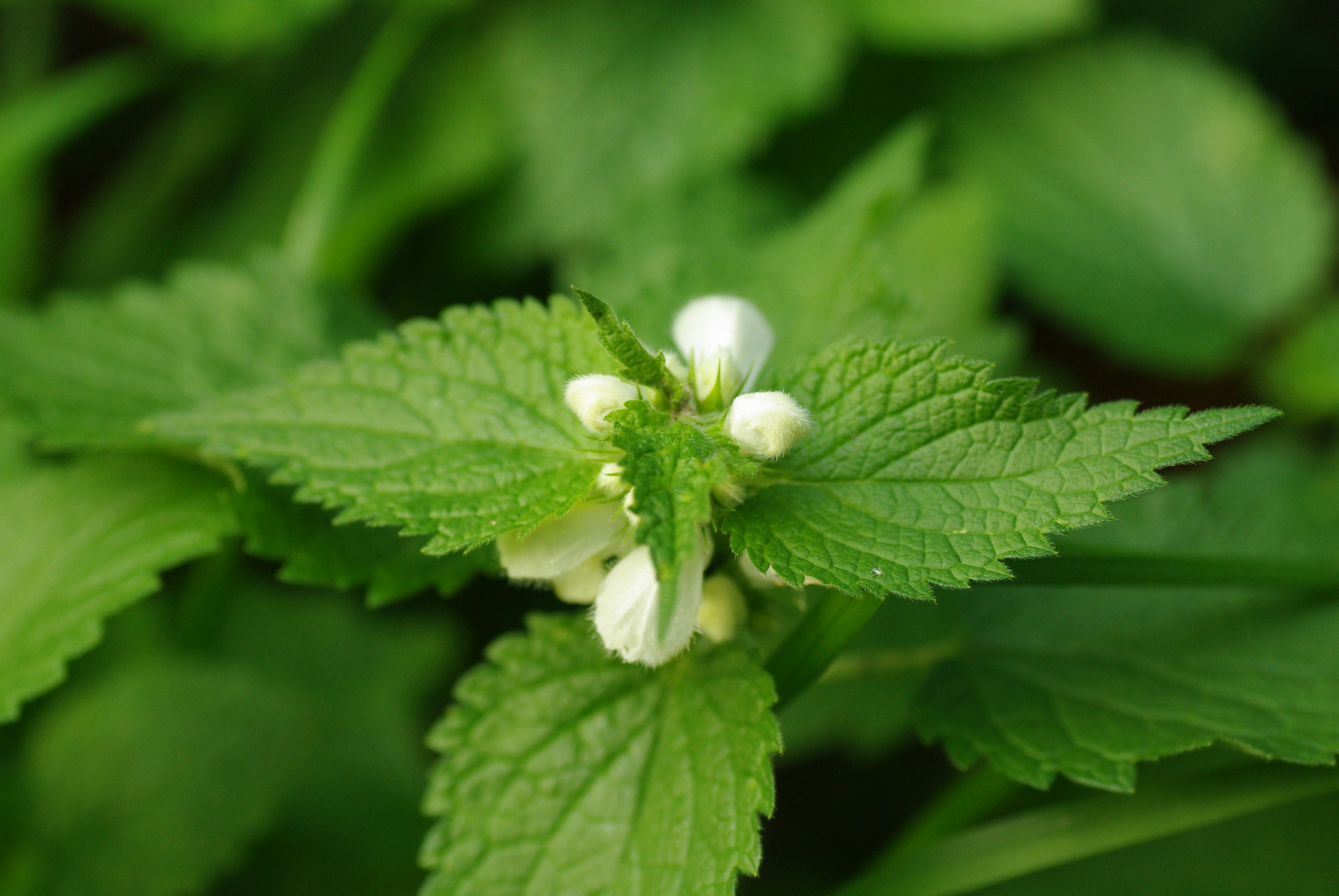 Emerald Sprout: Delicate white buds at the heart of serrated leaves