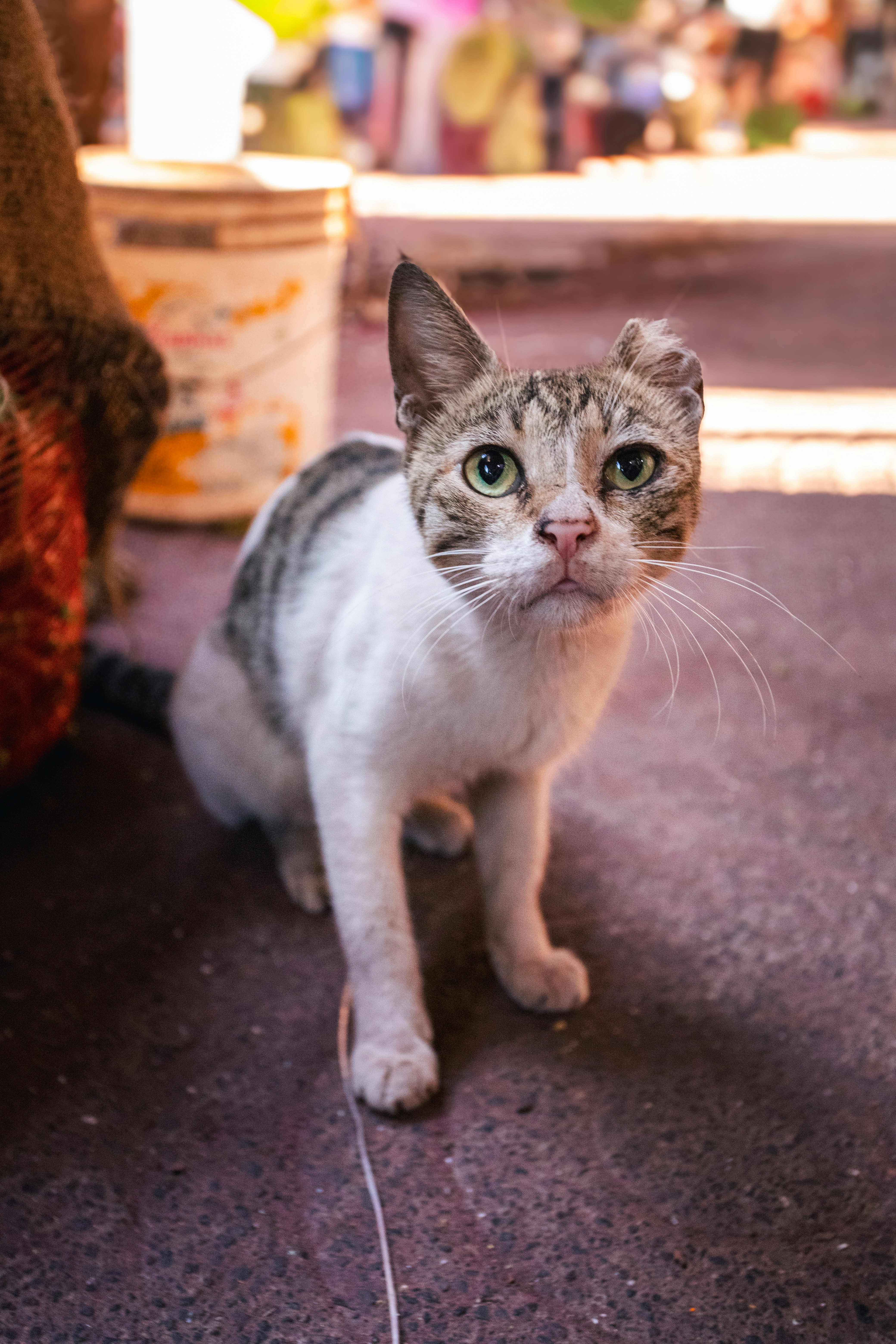 Direct Gaze: A Curious Cat in Sharp Focus Amid Urban Warmth