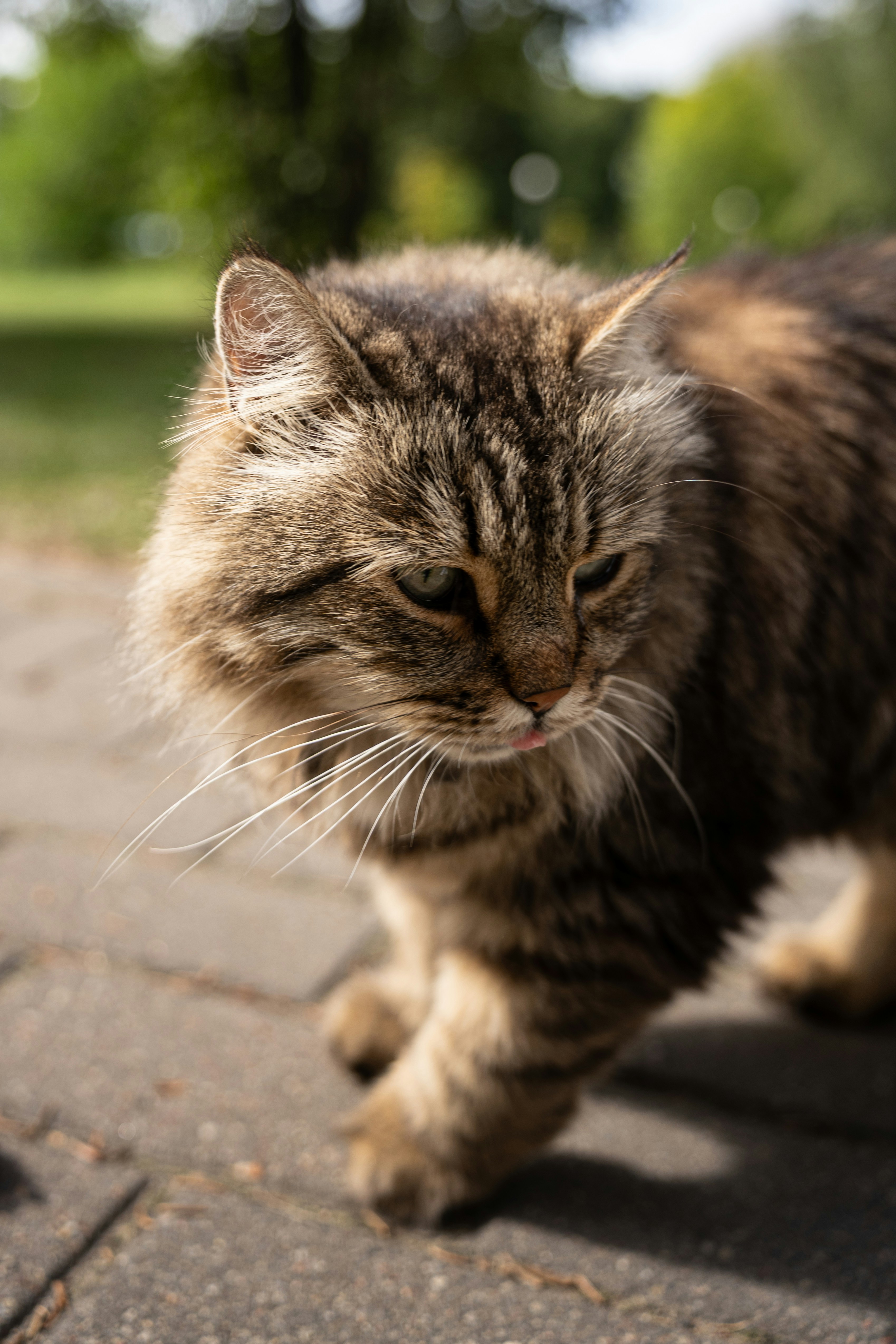 Curious Paws on a Sunlit Stroll