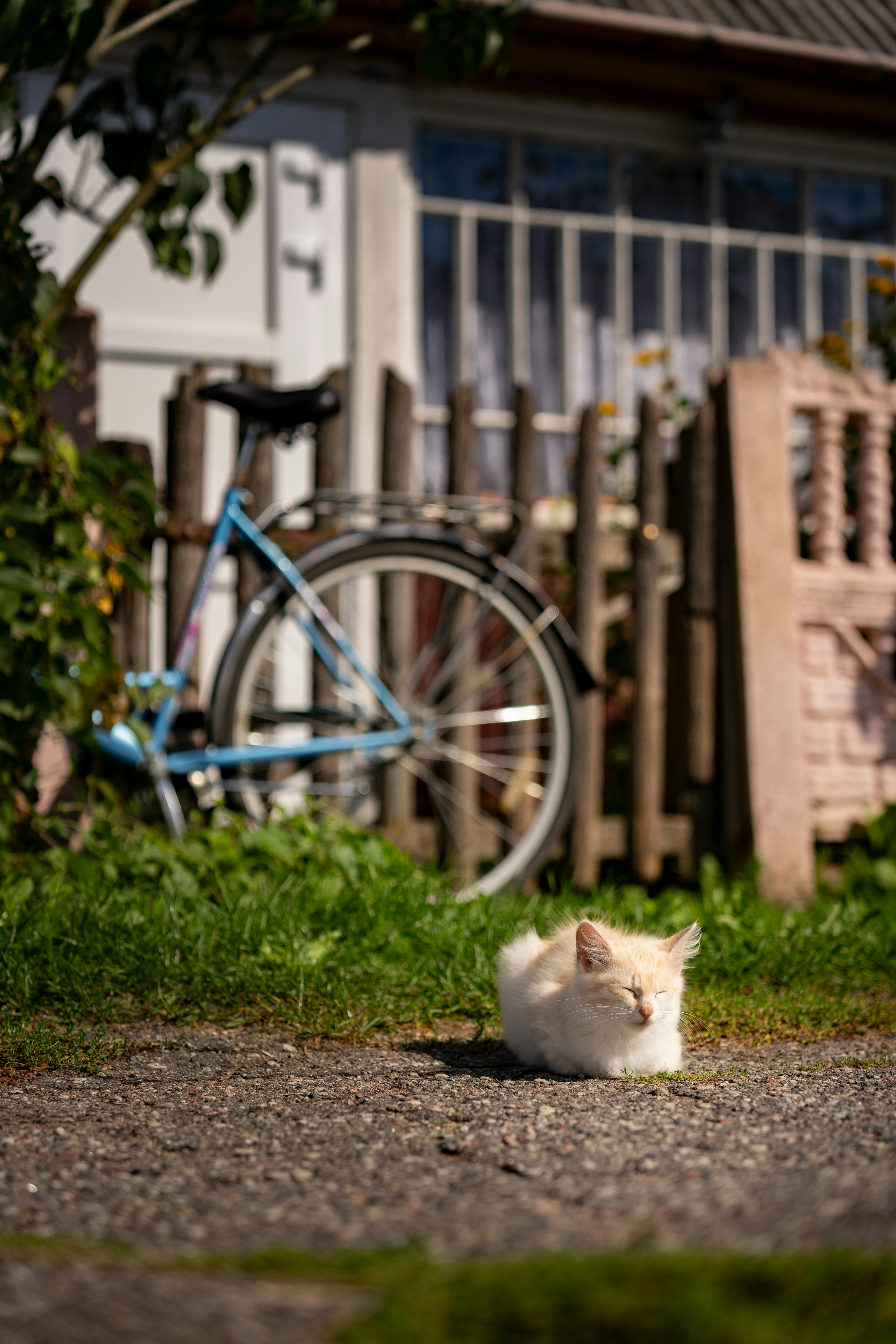 Sunlit Whiskers: A Quiet Cat by the Bicycle Gate