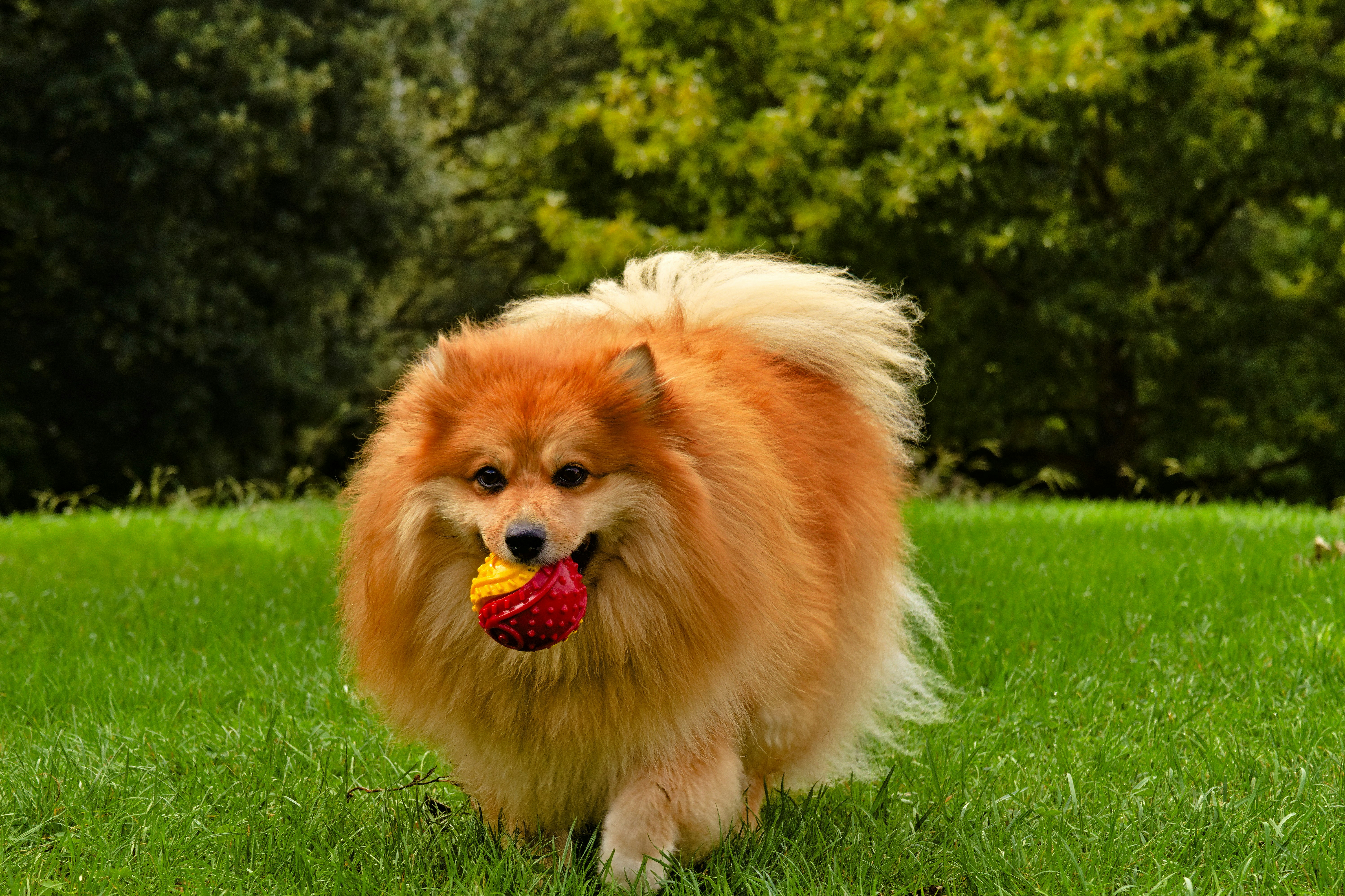 Golden Pomeranian runs across a grassy park with a red ball in its mouth; lush trees form a natural backdrop. Logo-free candid pet shot.
