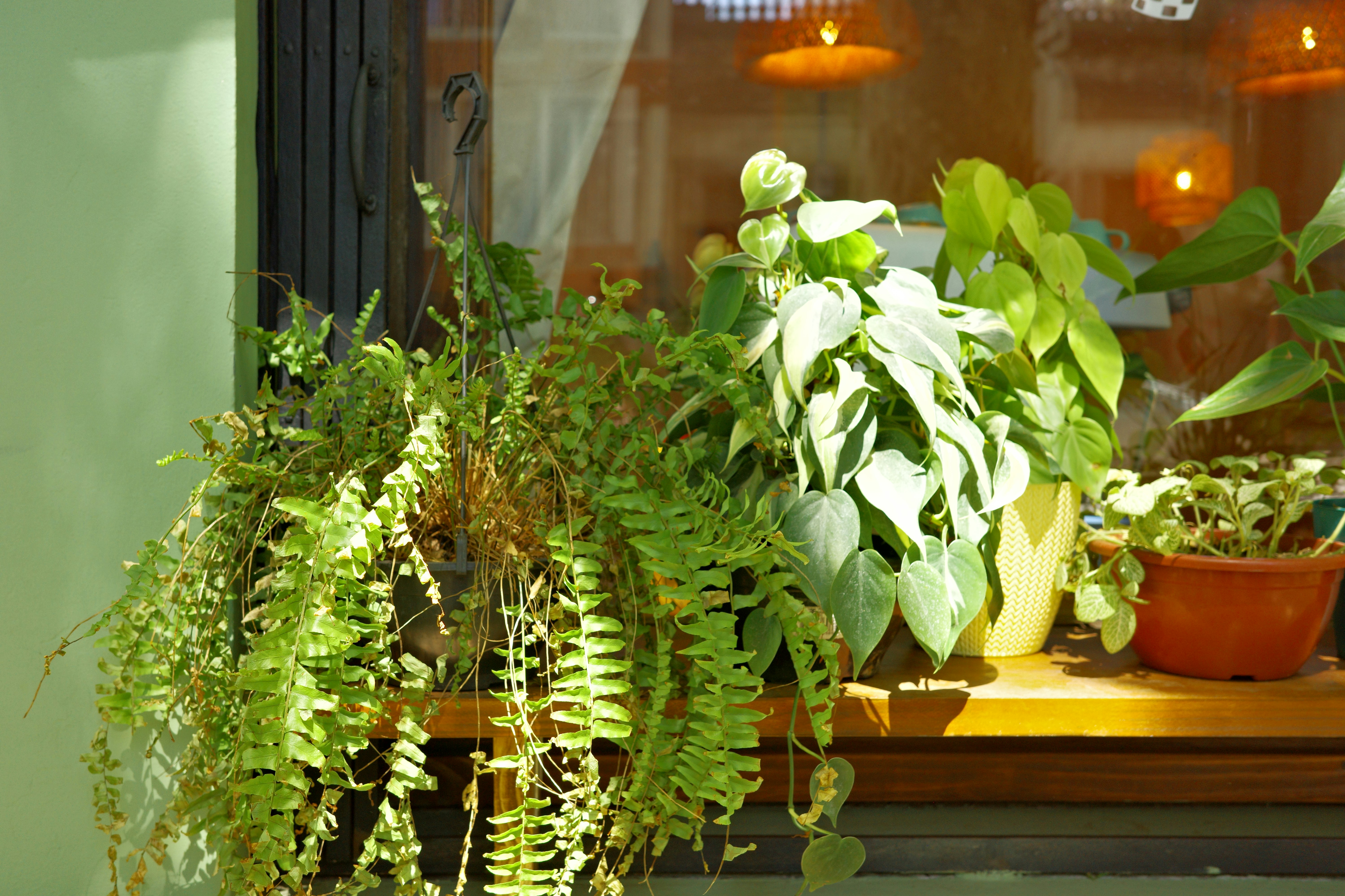 Potted plants in a sunlit cafe window