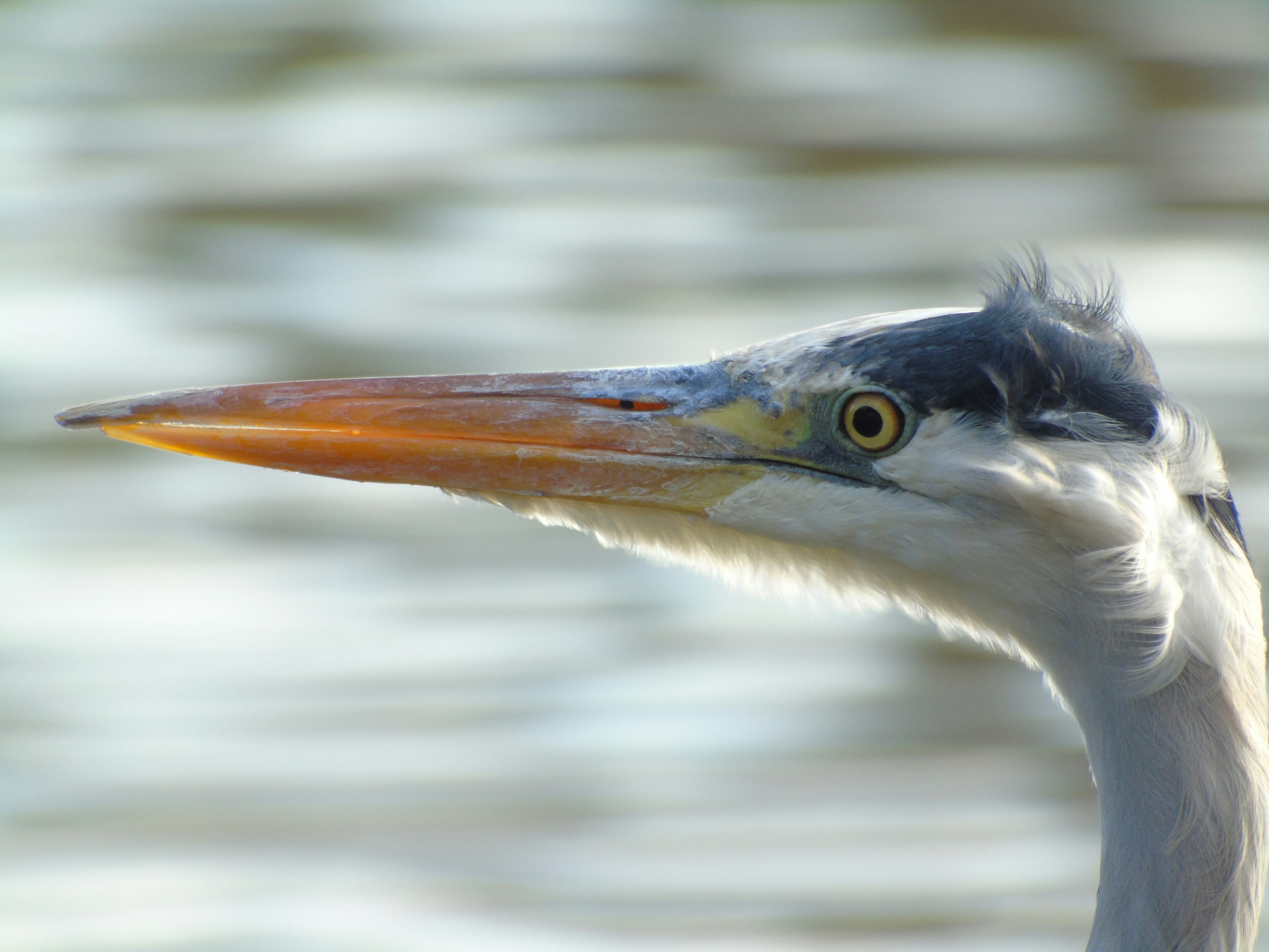 Close-up of a heron with a long orange beak and sharp eye, set against a softly blurred water background. This is a natural photograph capturing a moment of the bird in profile.