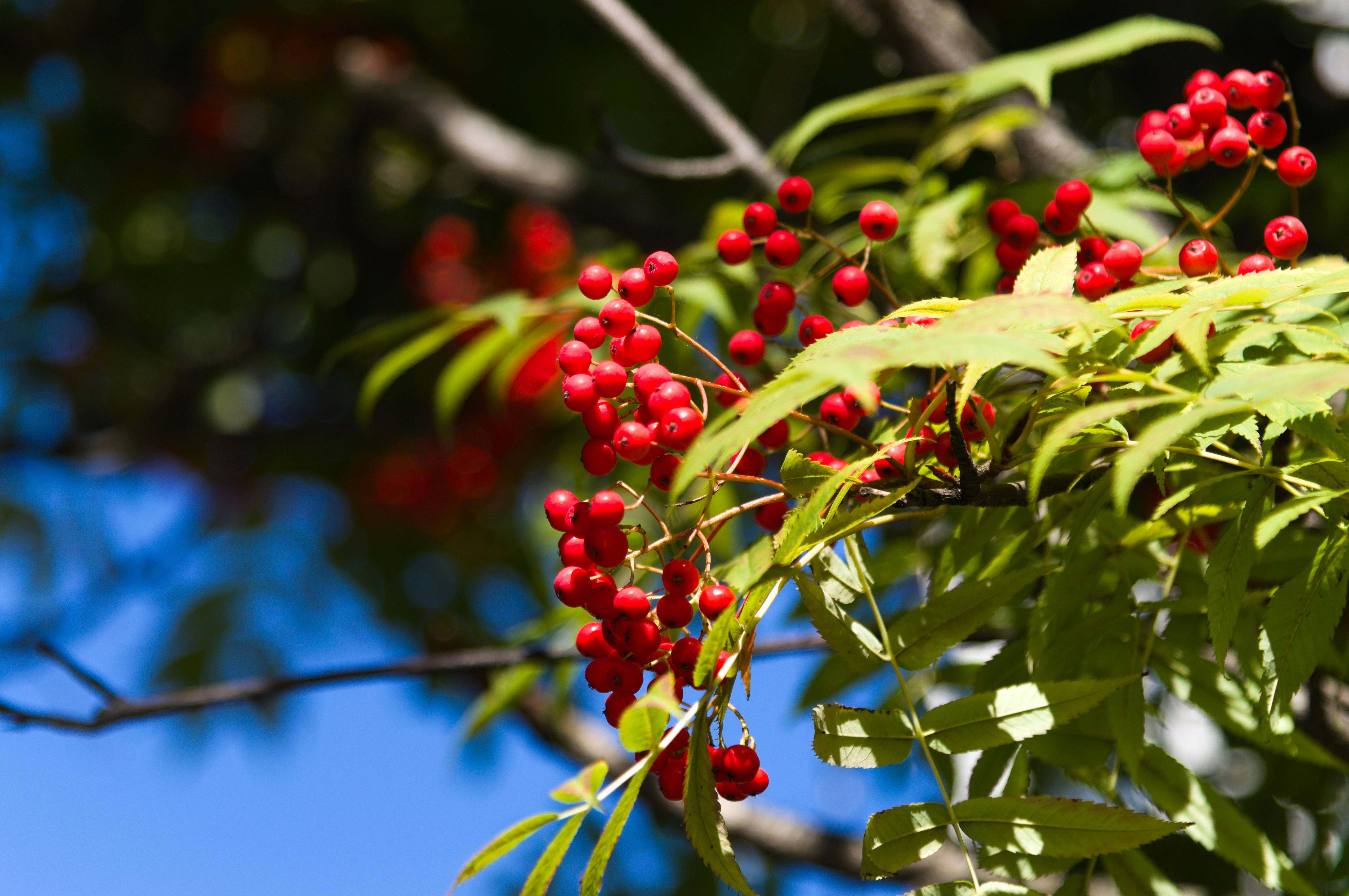 Crimson Berries in Sunlit Foliage