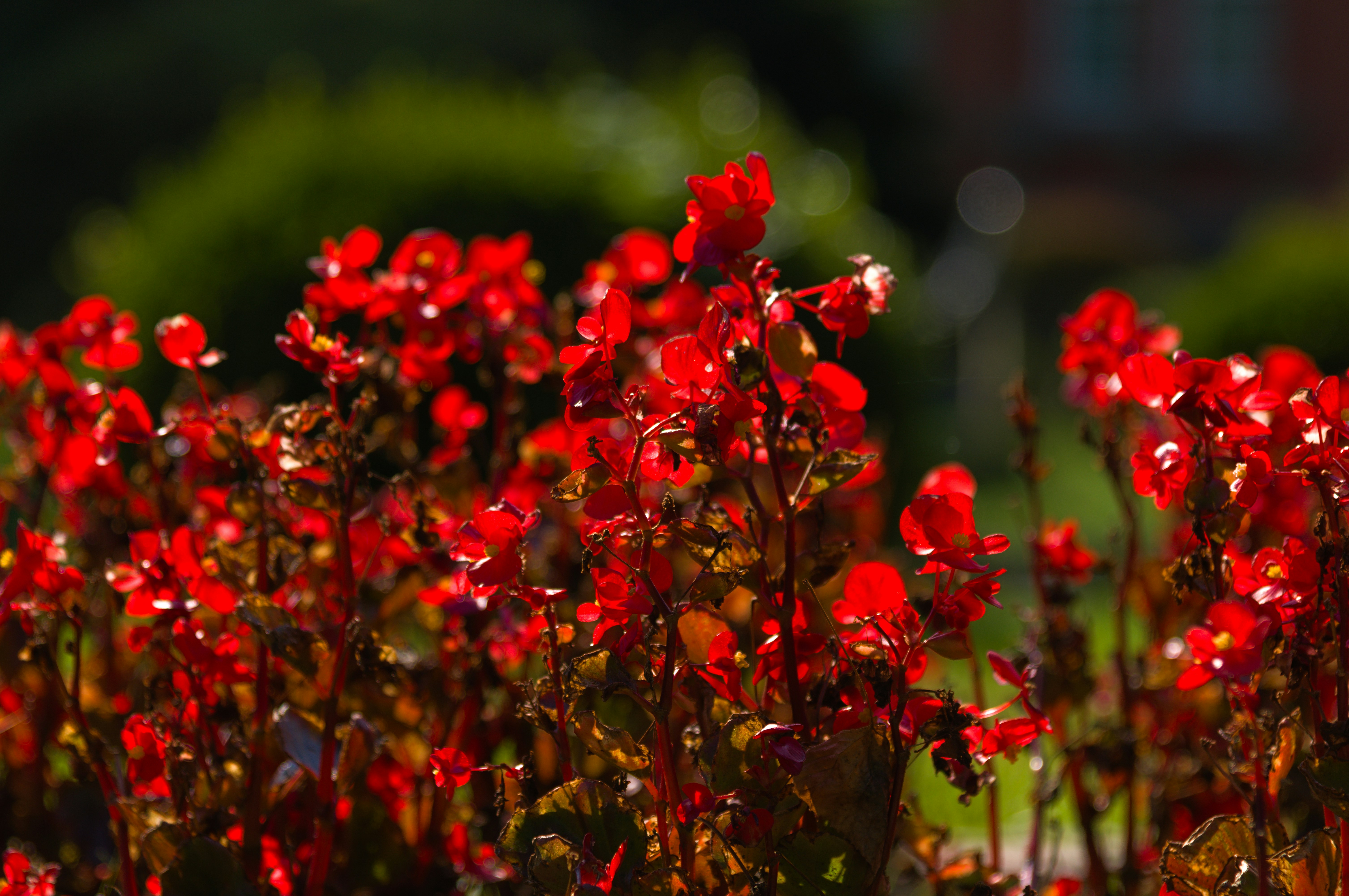 Crimson Bloom in Focus: A Sunlit Thicket of Red Petals