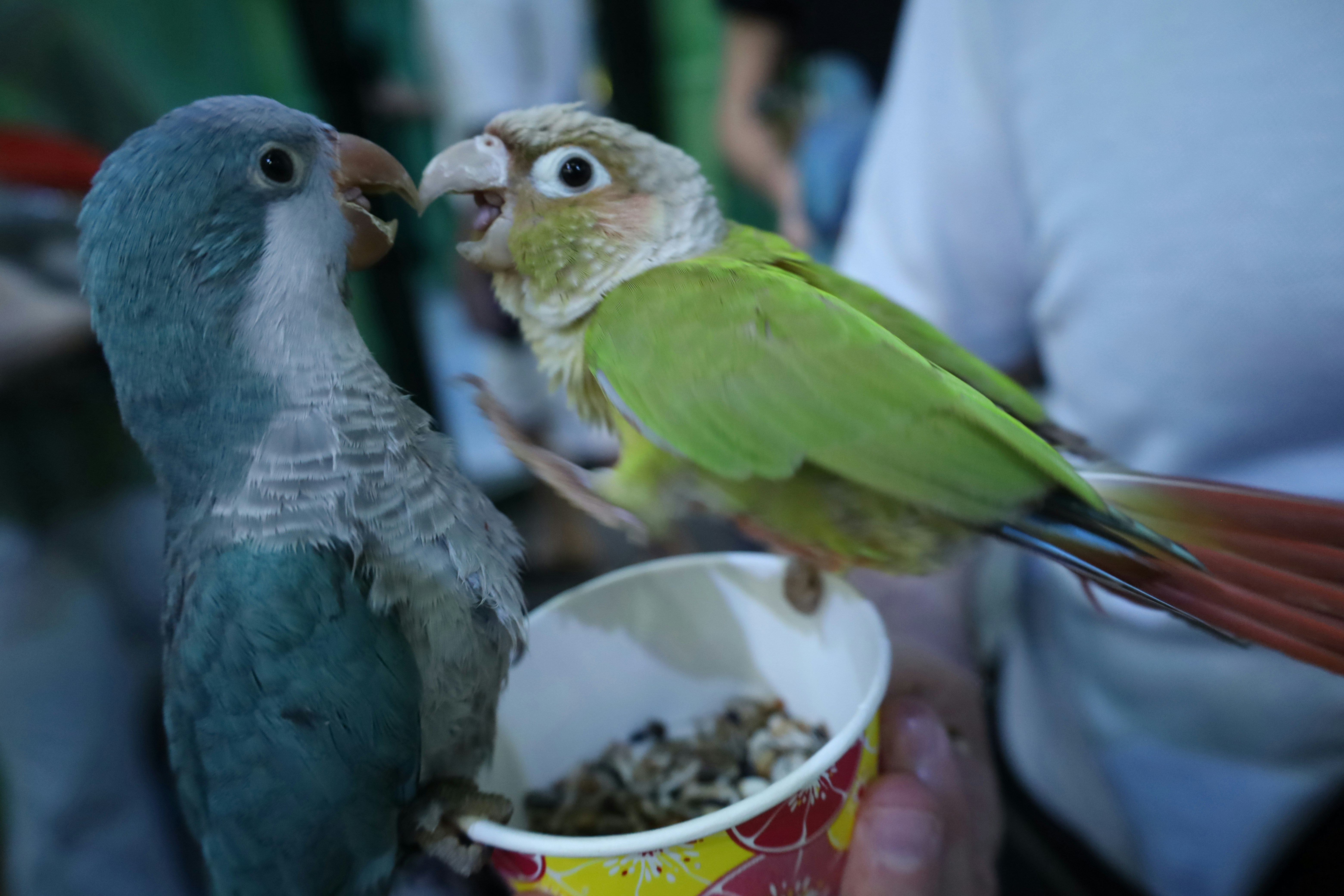 Two parrots confront each other over a snack from a cup, with a hand and blurred background in the scene.