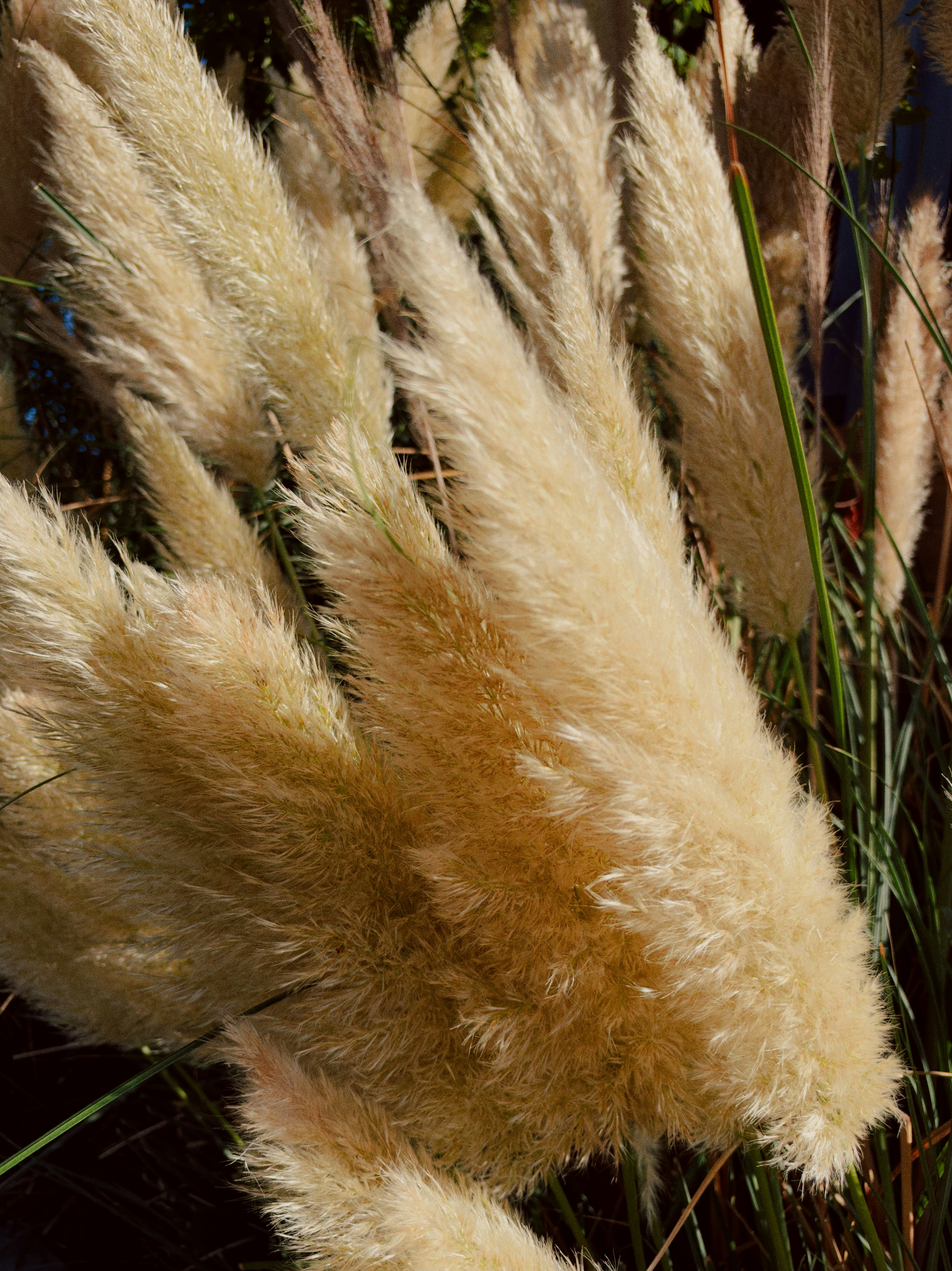Feathery cream-colored pampas grass plumes in bright sunlight
