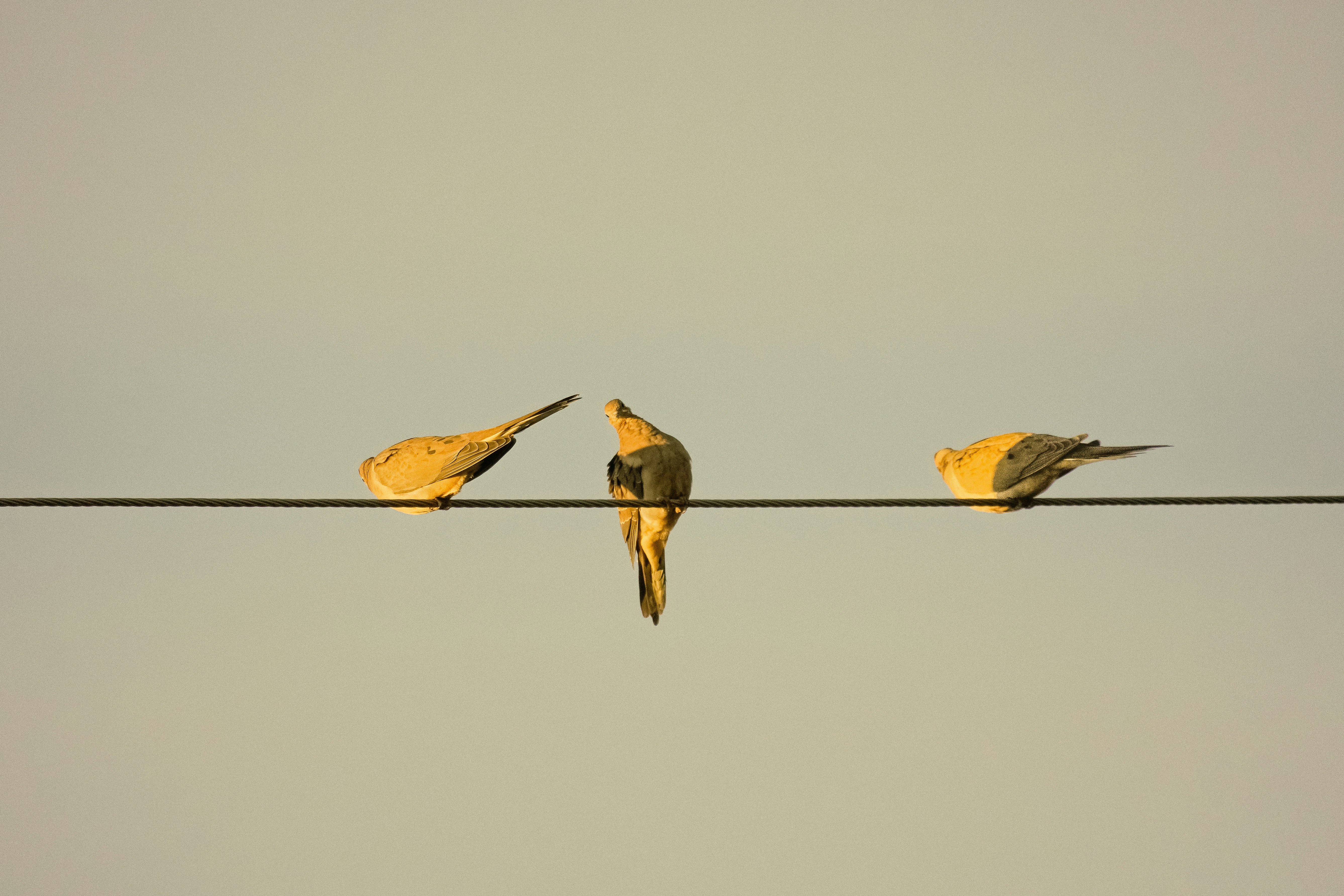 Three Birds on a Wire: Serenely Balanced in Warm Dawn Light