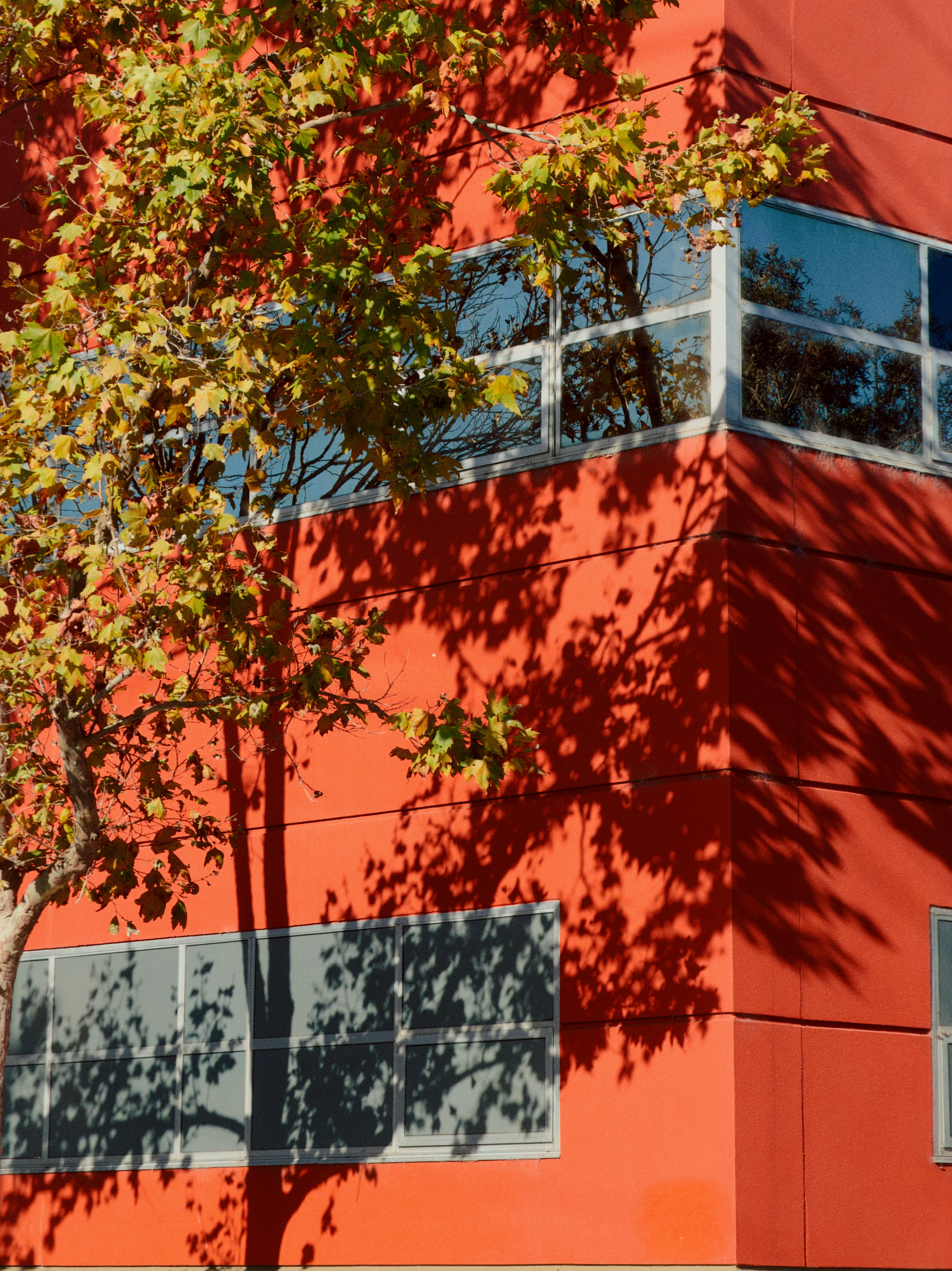 A tree with autumn leaves casting shadows on a bright orange building wall