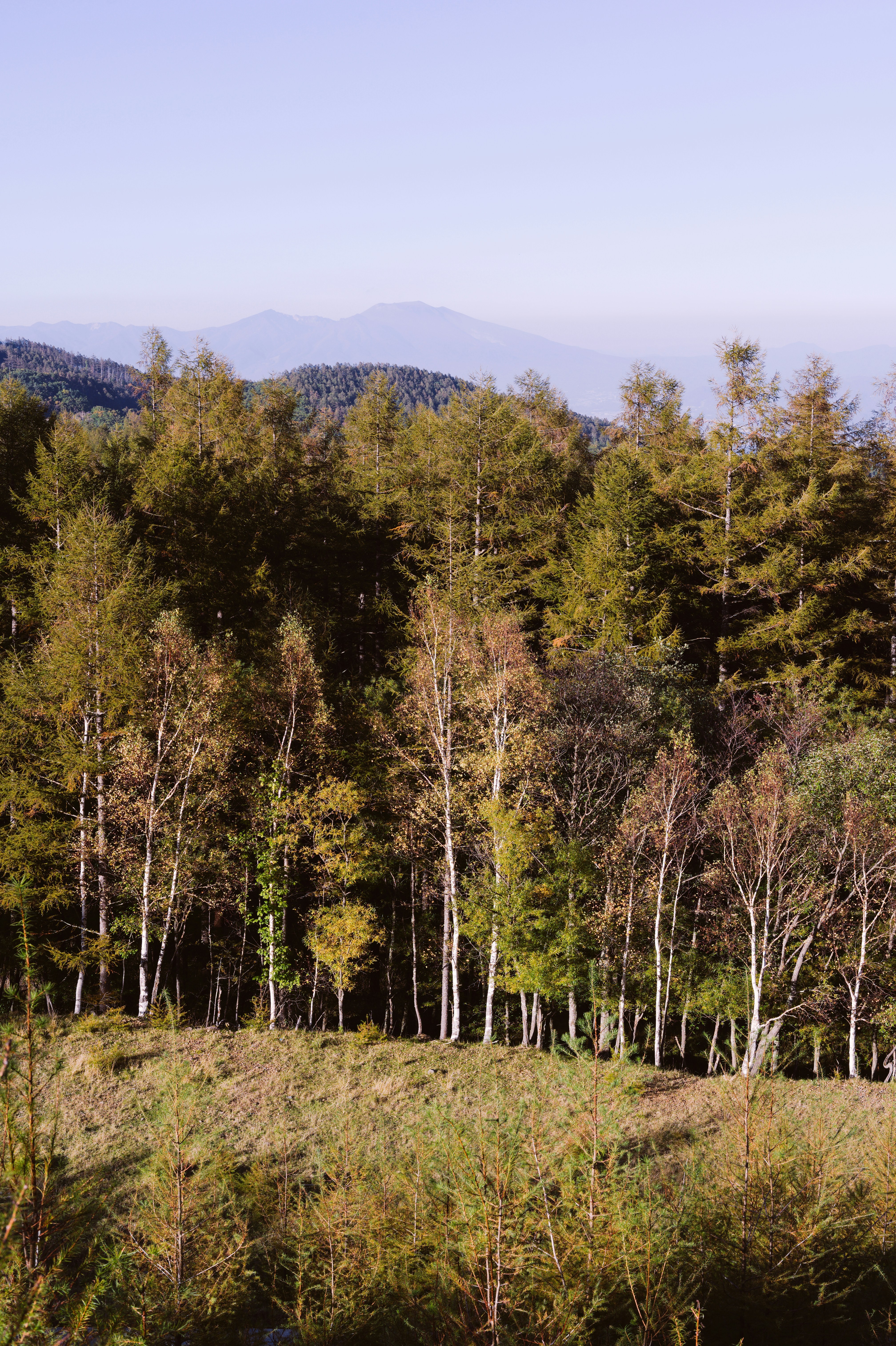 Sunlit trees form a dense forest edge with distant mountains on the horizon; the image emphasizes natural textures and a calm landscape scene. (Photo, landscape).