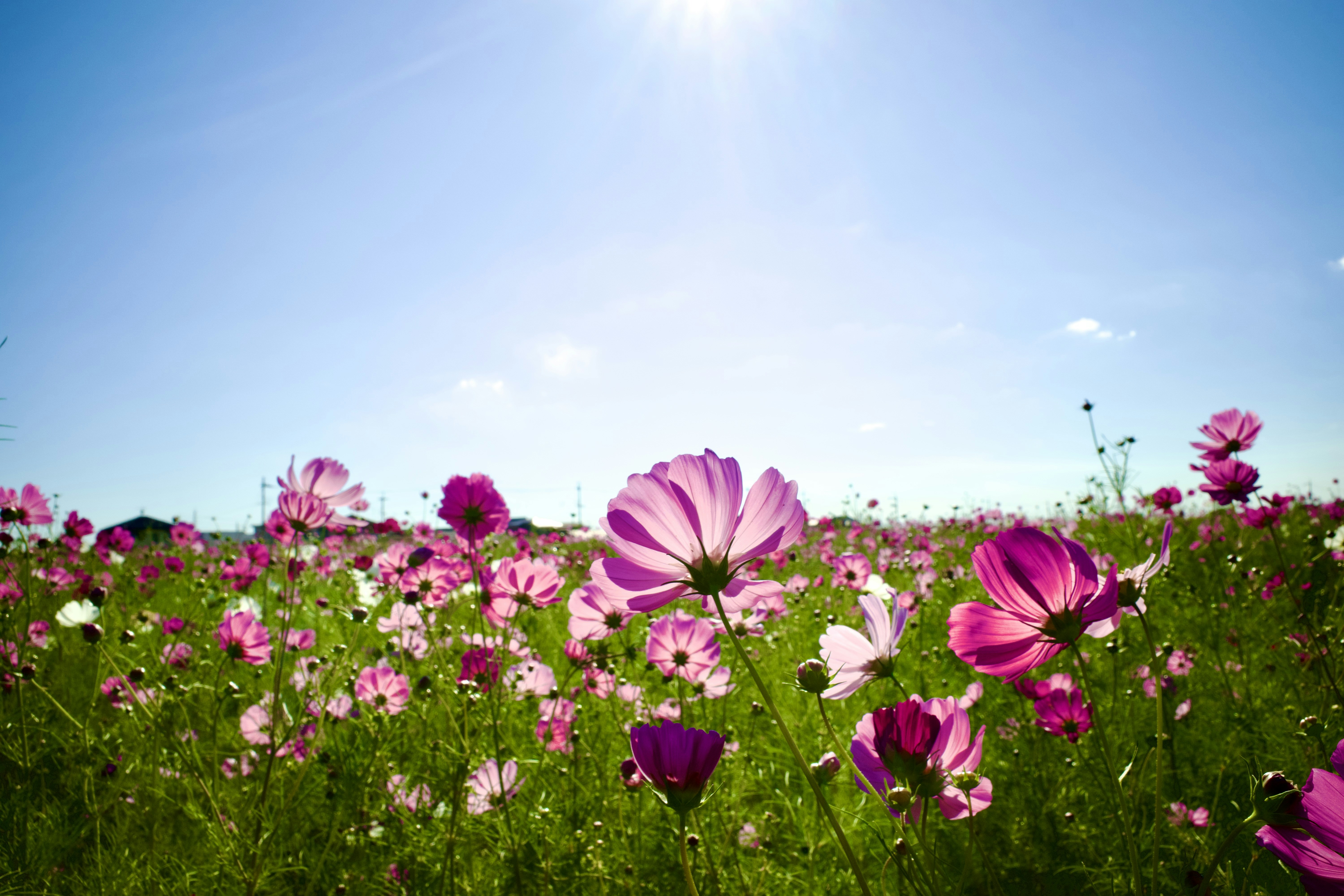 Sunlit Pink Cosmos: A Mouthful of Meadow in Bloom