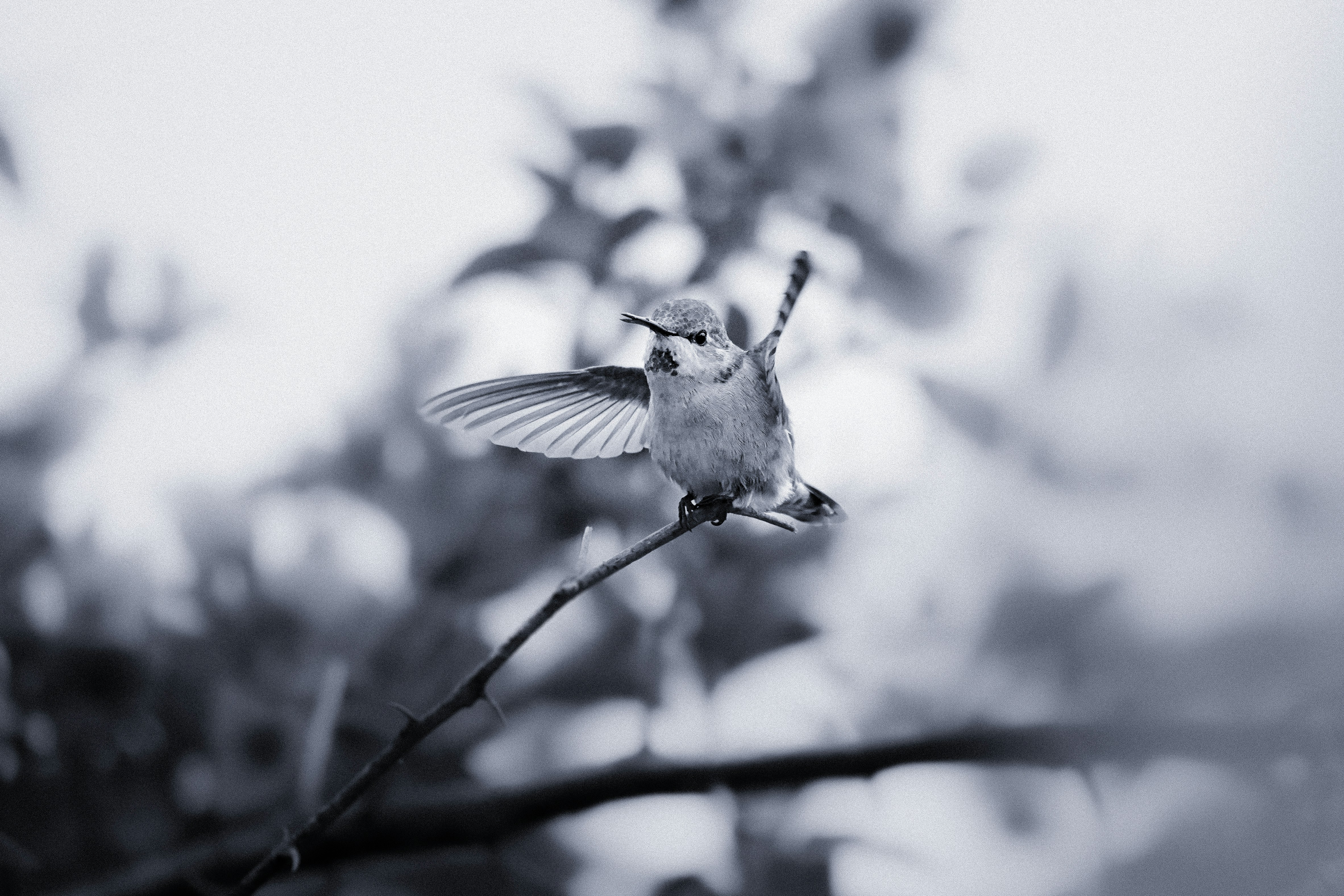 Hummingbird in Motion: A Needle of Silence in Blur