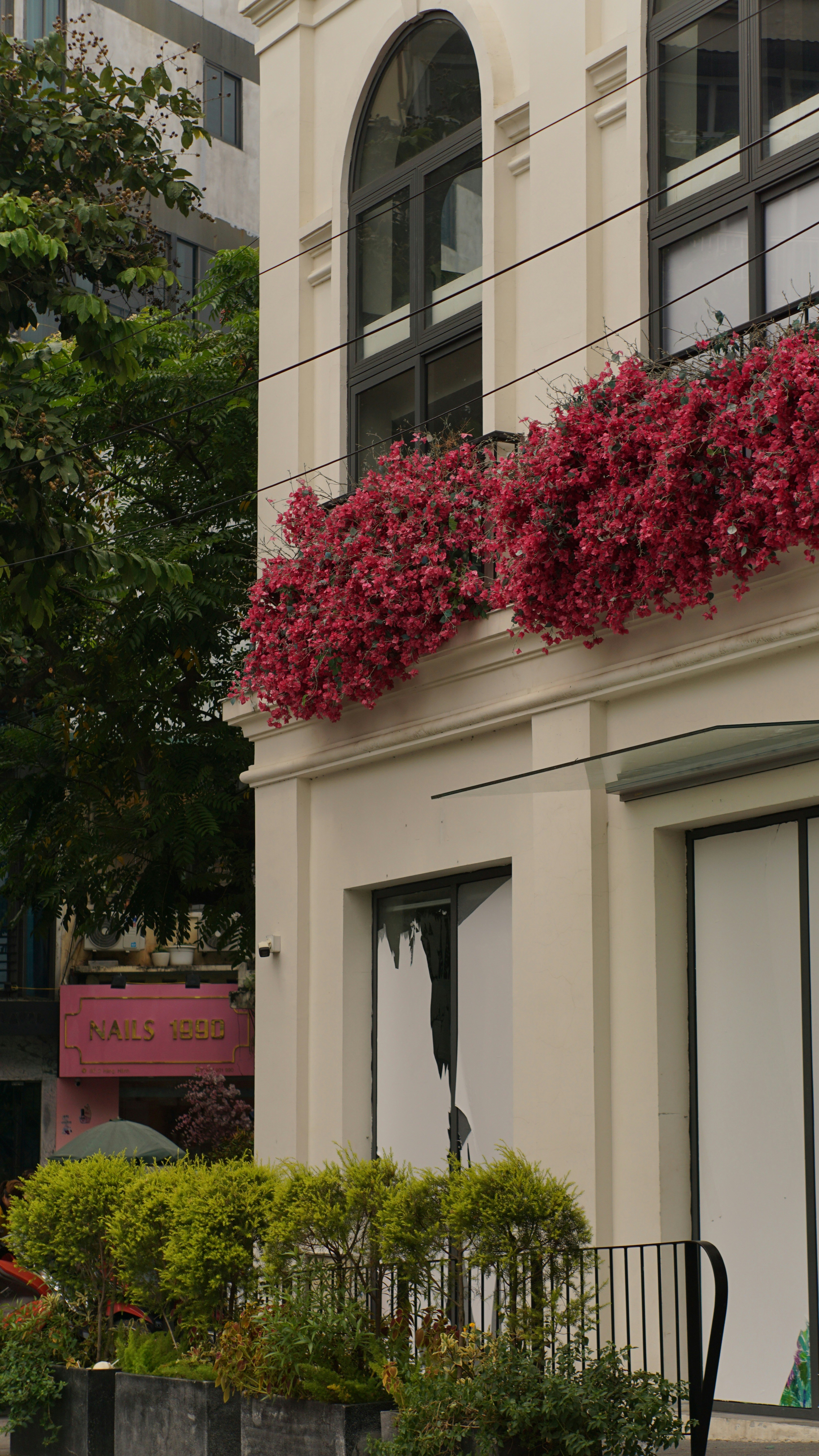 Crimson Bougainvillea Overhangs a Quiet Arcadia of a City Facade