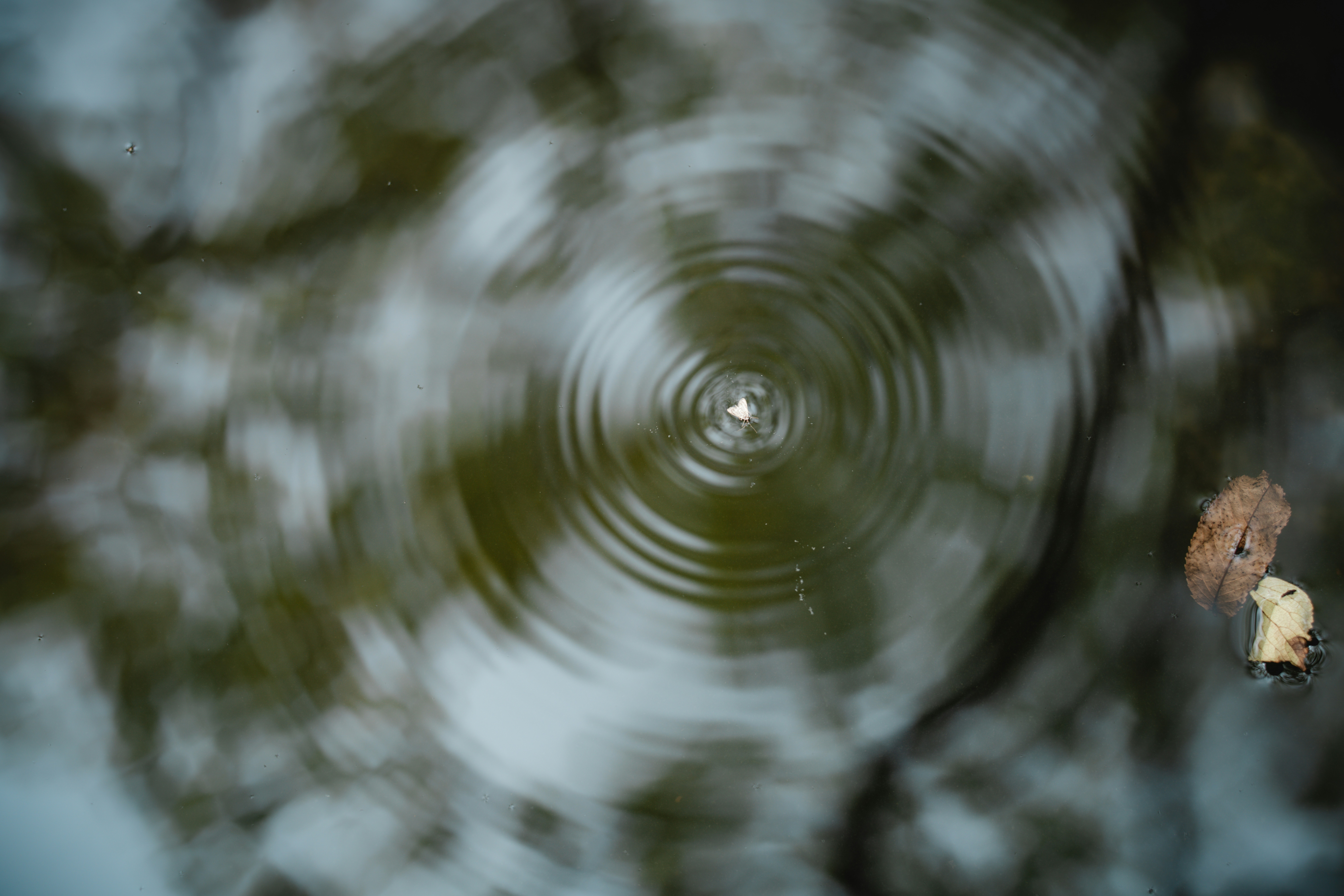Circular Ripples: A Droplet Centered in a Pond’s Reflection