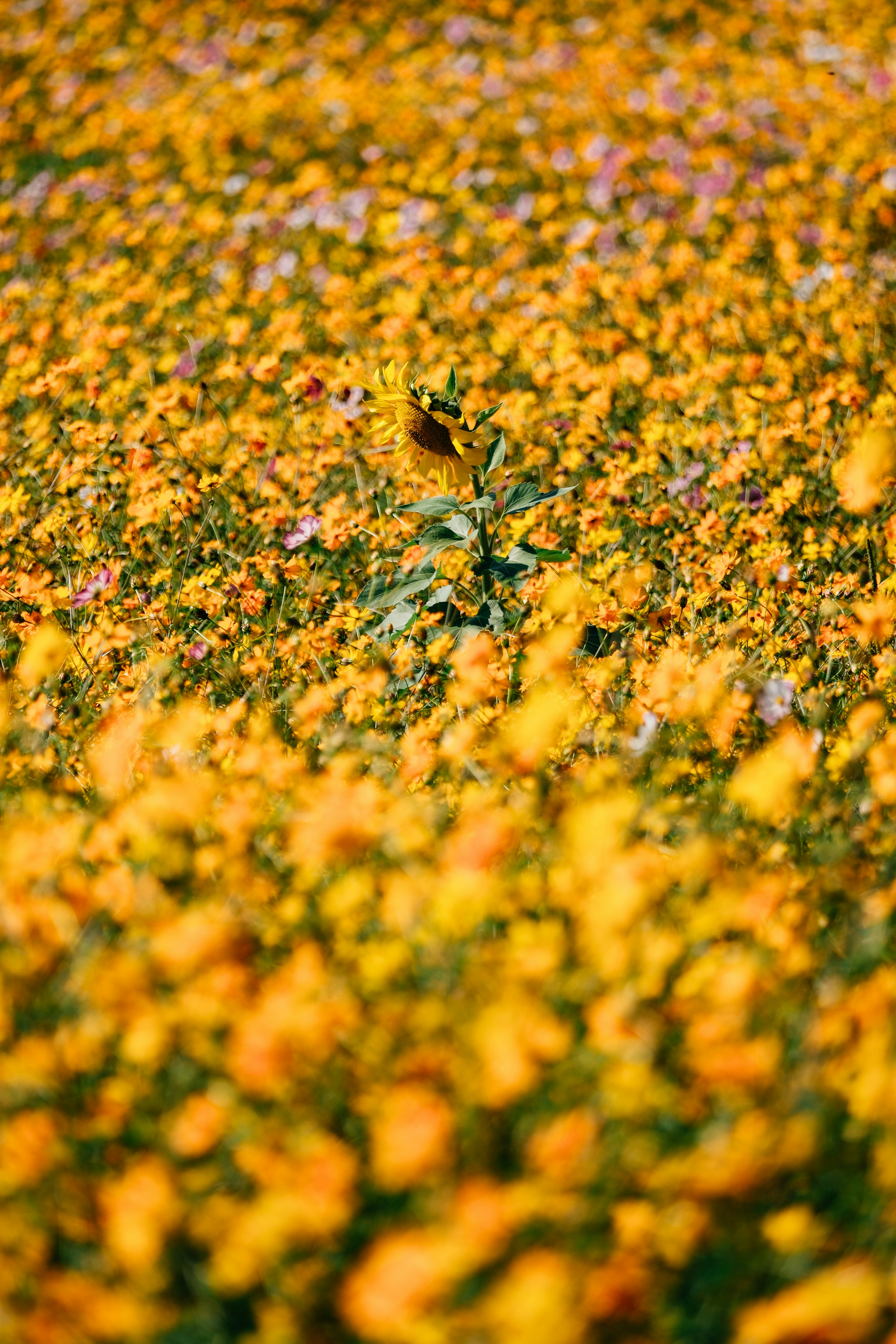 Blooming Spotlight: A Sunflower Emerges from a Sea of Golden Florals