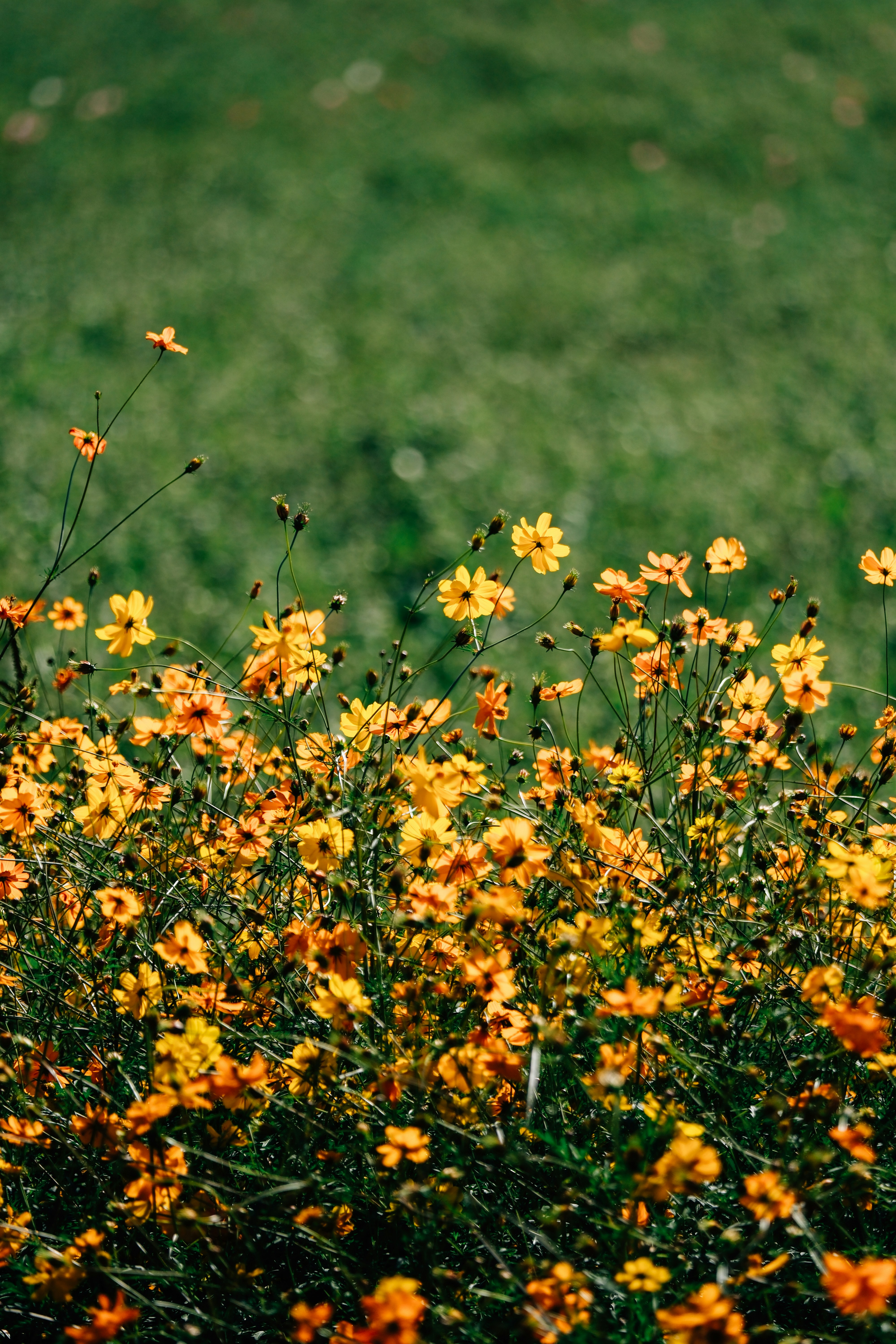 Bright orange cosmos flowers sweep across a sunlit meadow with a soft green bokeh background. A vivid floral foreground anchors the scene, emphasizing depth and natural texture.