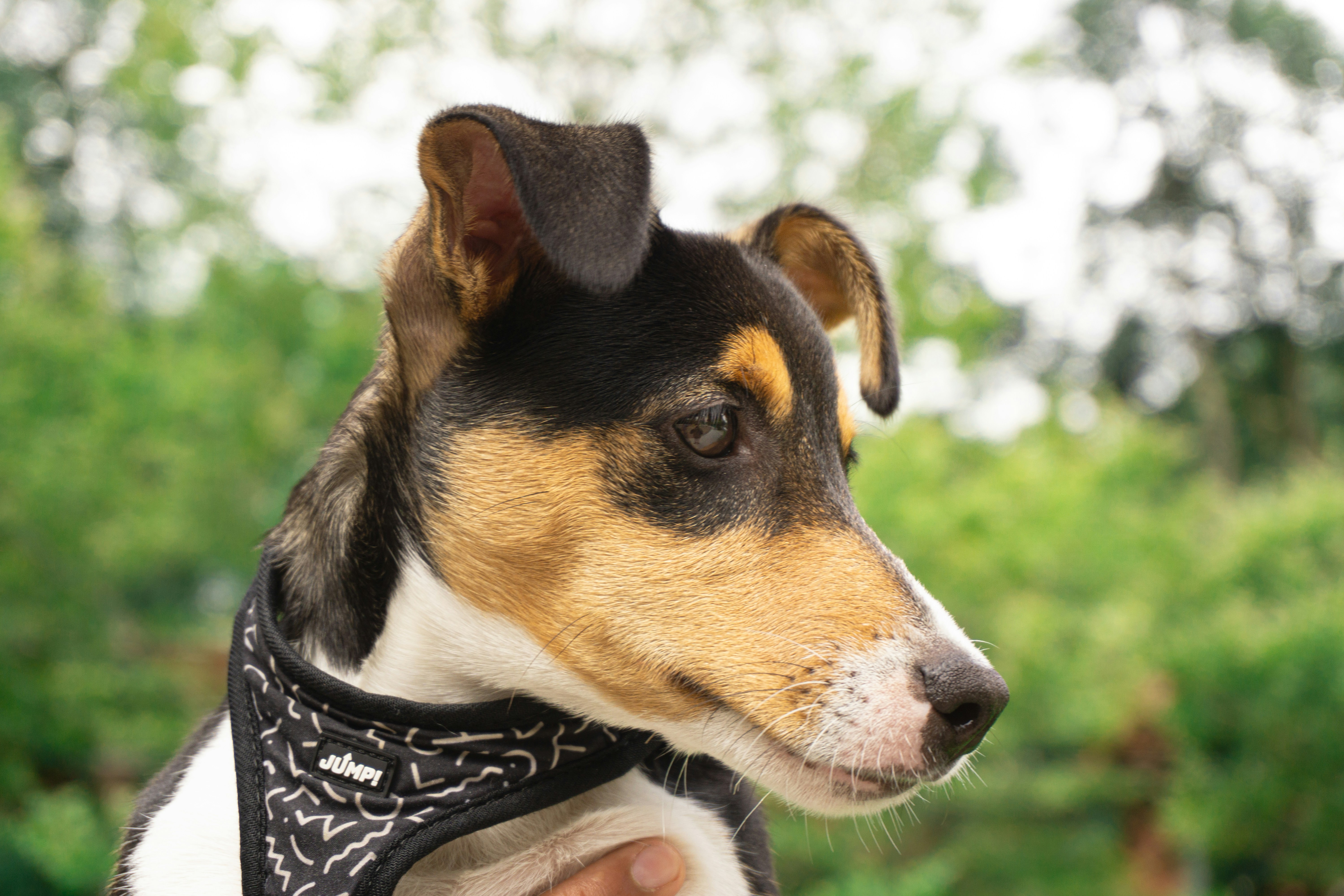 Curious Jack: A Portrait of a Tri-Color Hound in Sunlit Garden