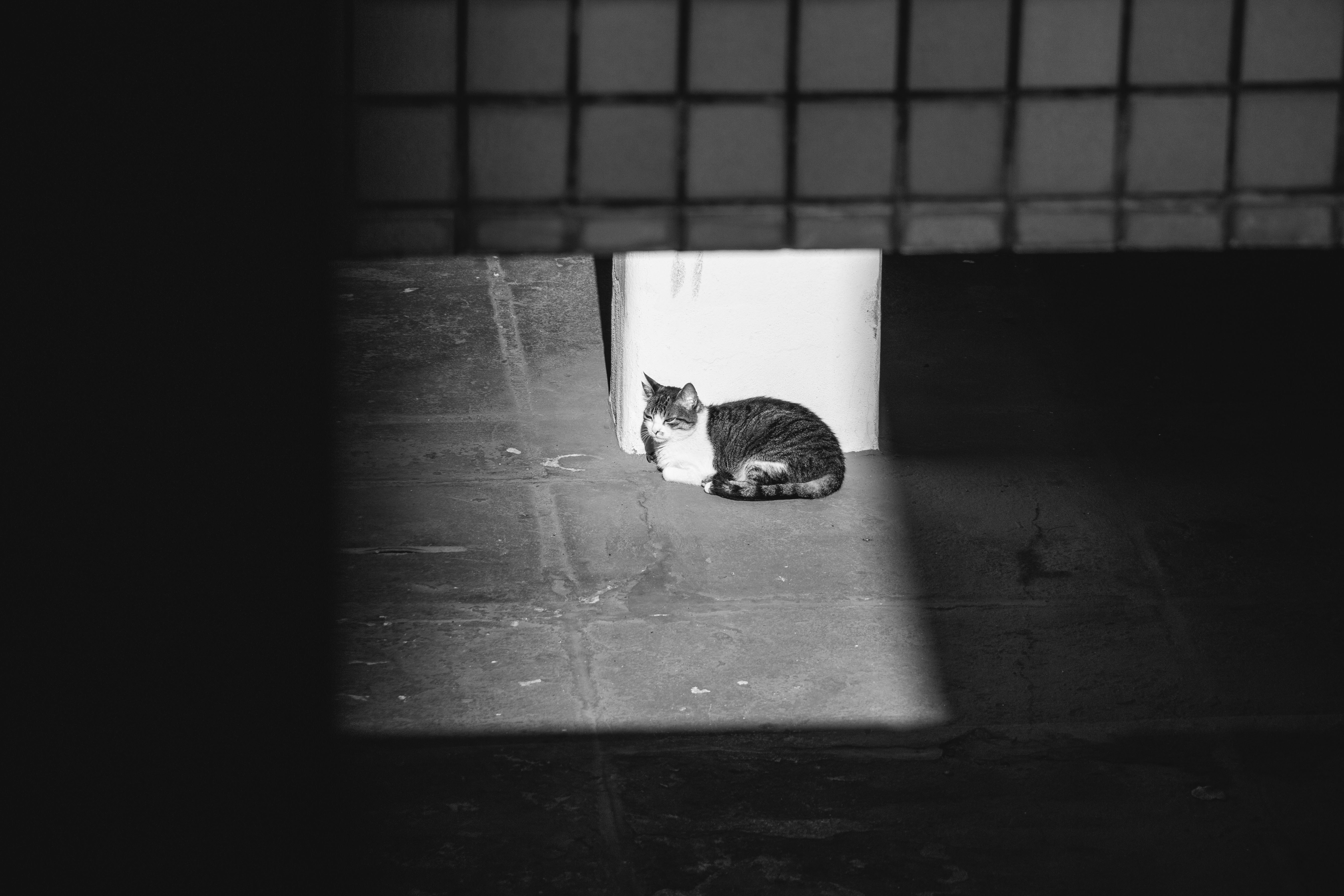 Cat in a Slice of Light: A Hidden Corner’s Quiet Moment