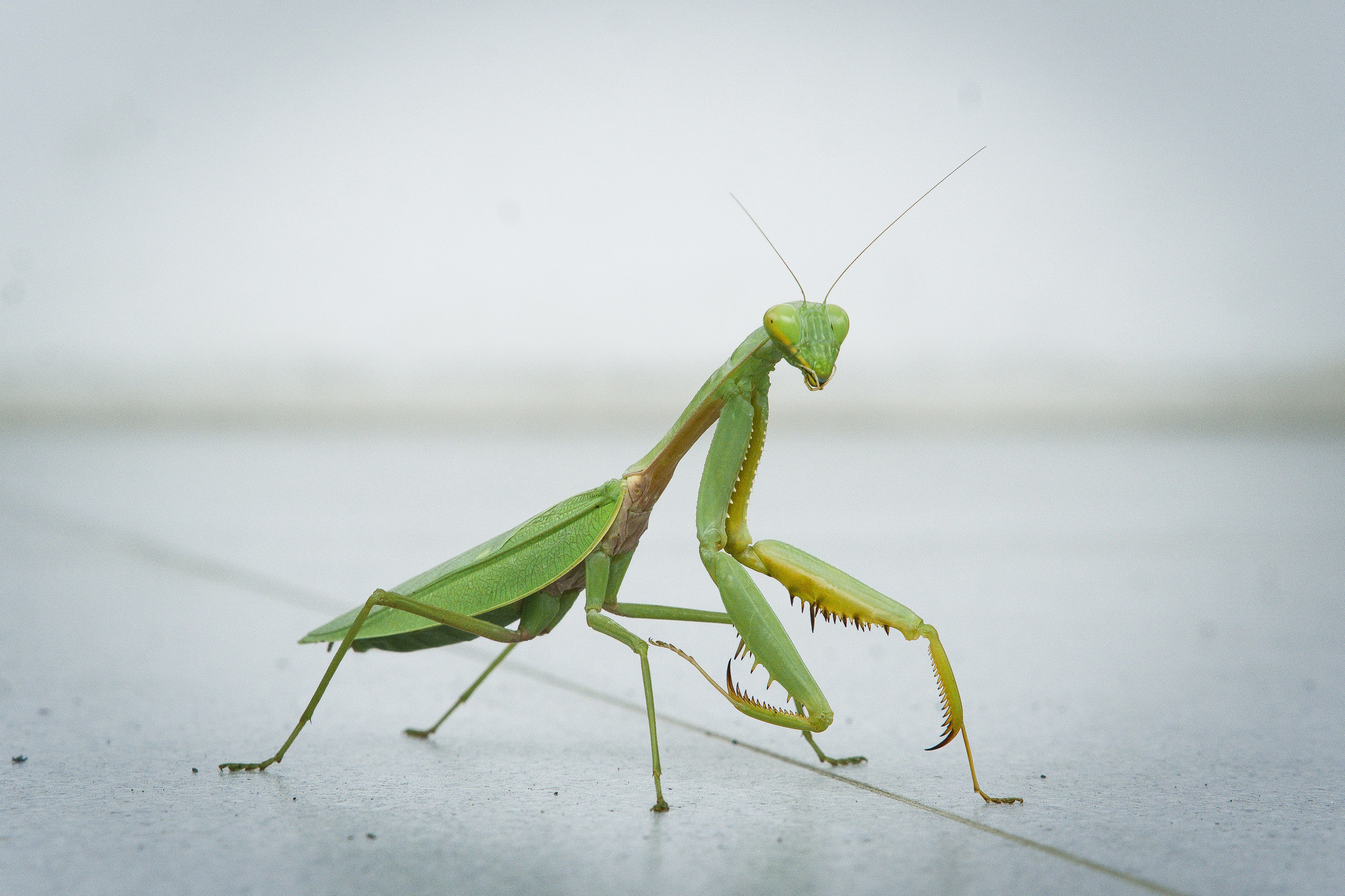 Praying Mantis on Silence: A Green Silent Gait