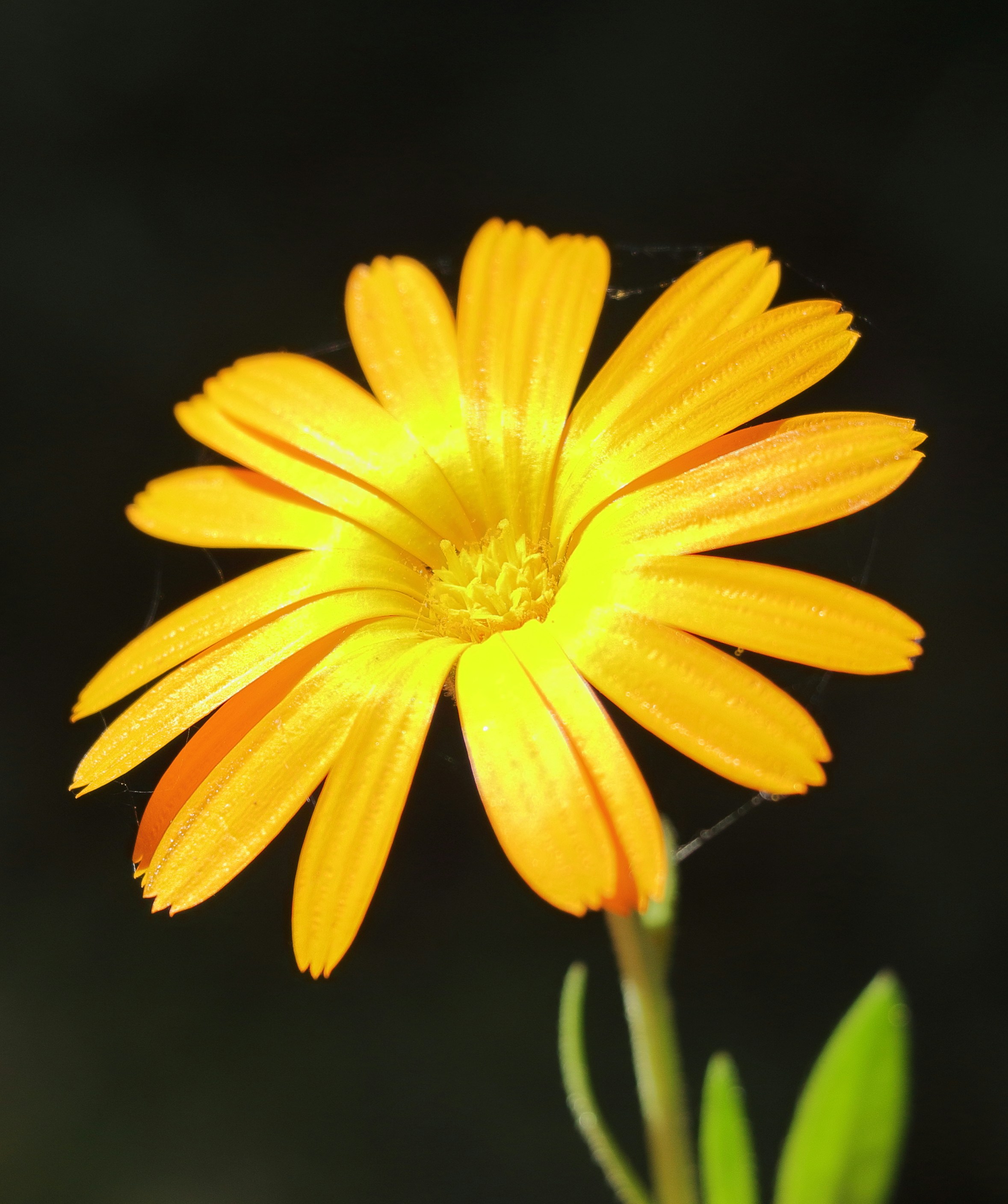 Sunlit Gazania Bloom: A Radiant Yellow Wake in Dark Background