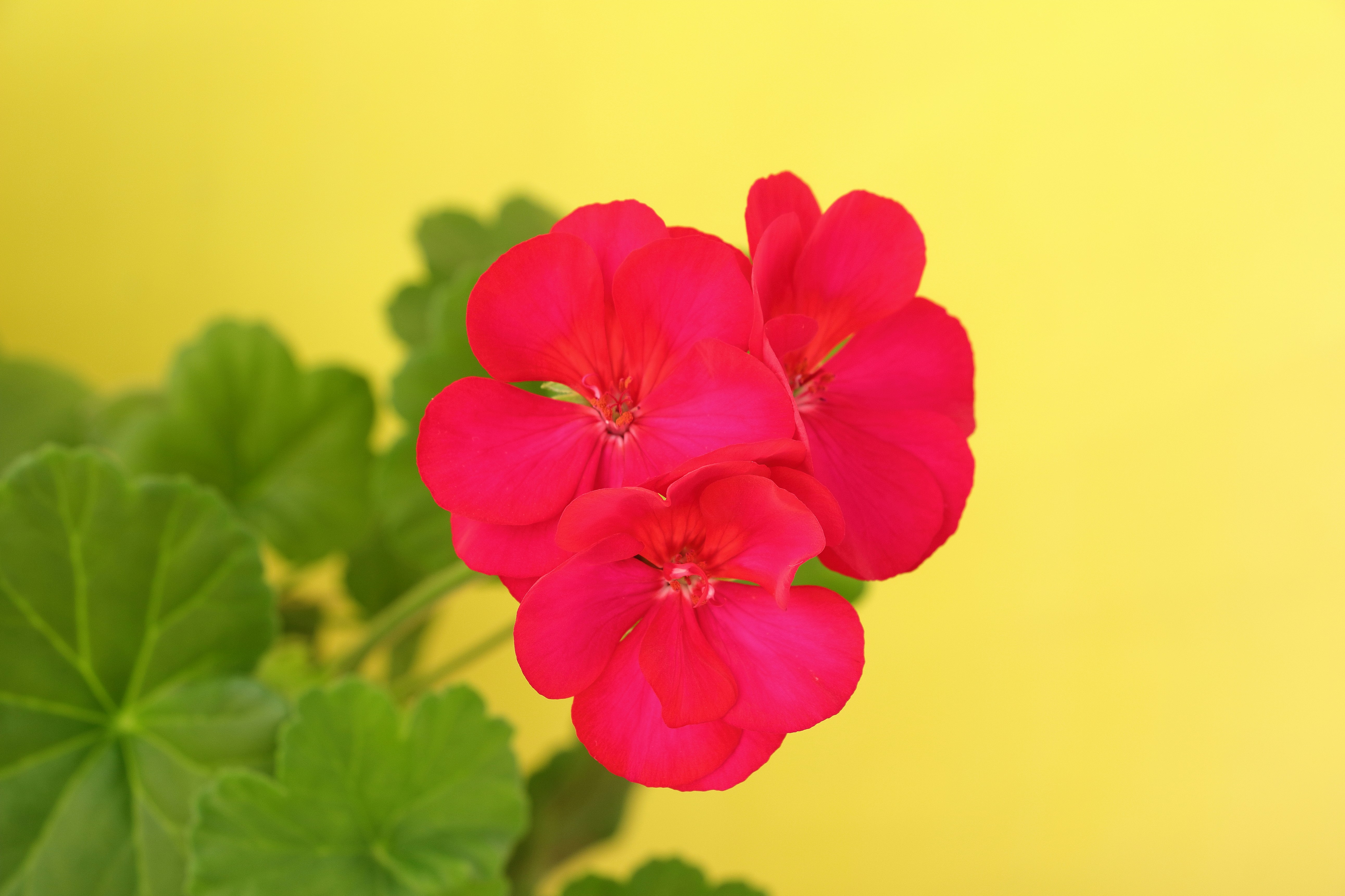 Scarlet Bloom Against a Sunlit Canary Backdrop